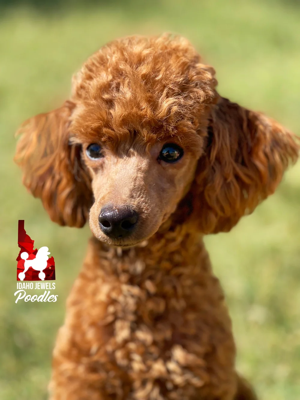Idaho Jewels Poodles