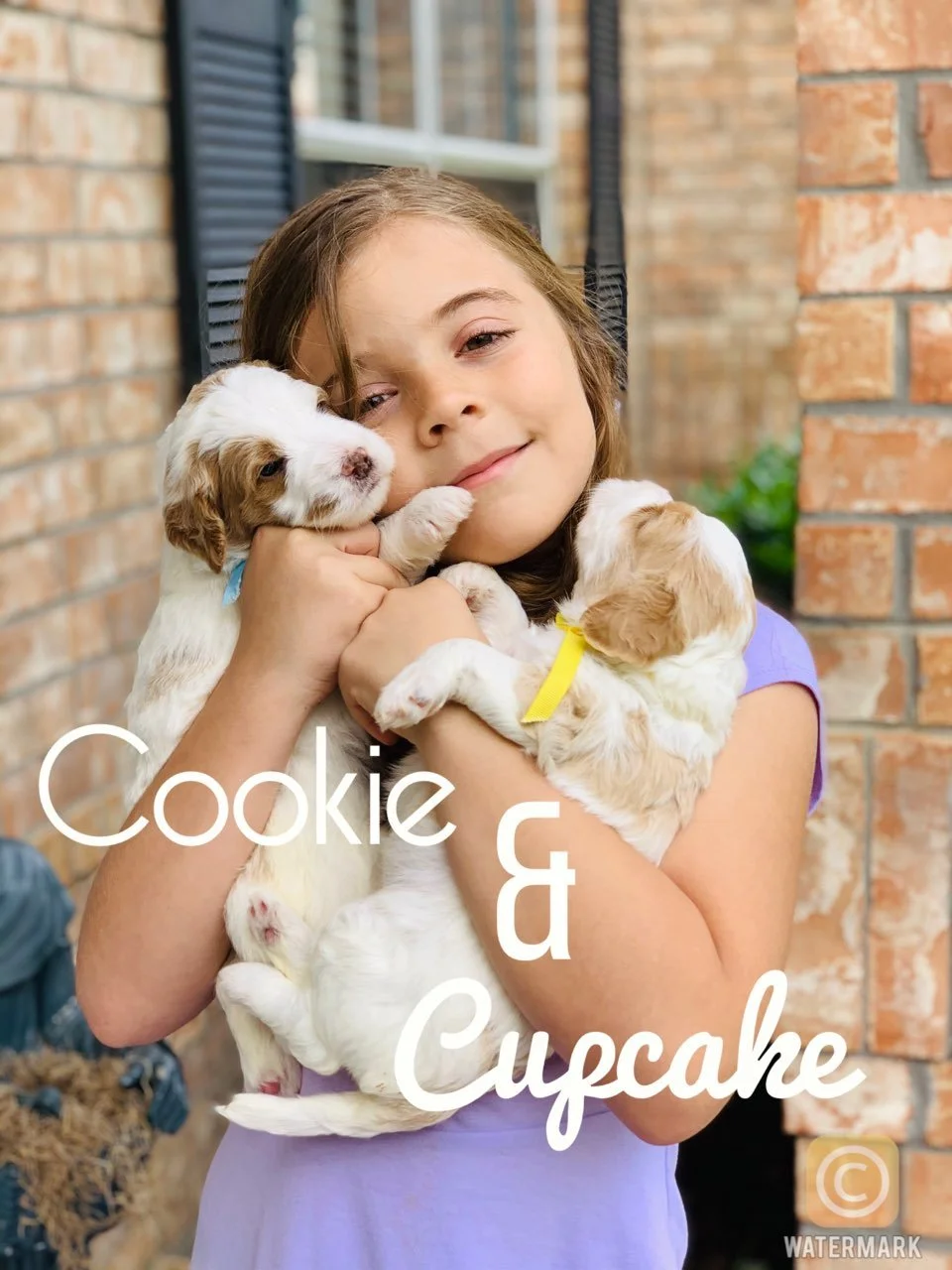 Idaho Jewels Poodles — Meet Twix