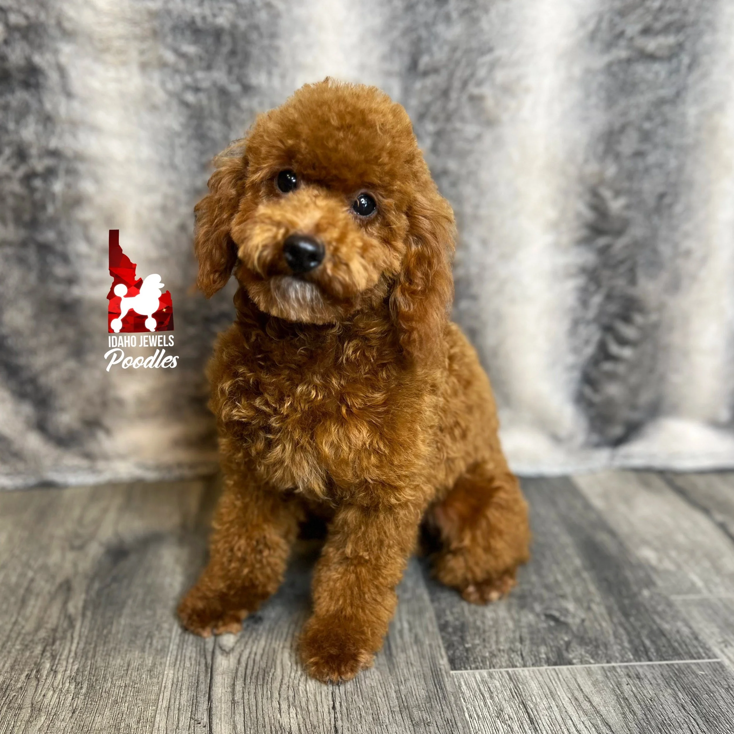 Idaho Jewels Poodles — Meet Satin
