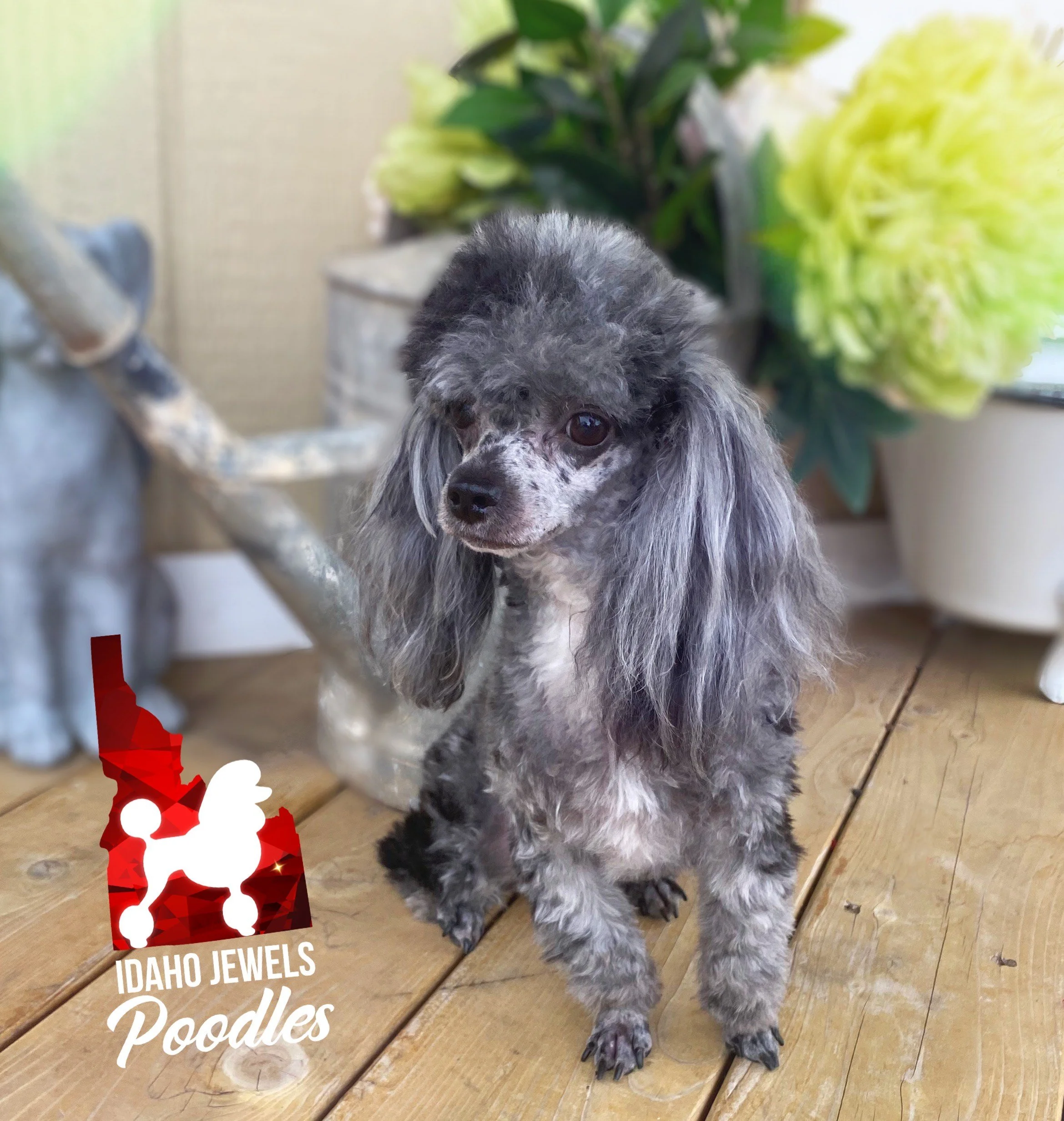Idaho Jewels Poodles — Meet Bella