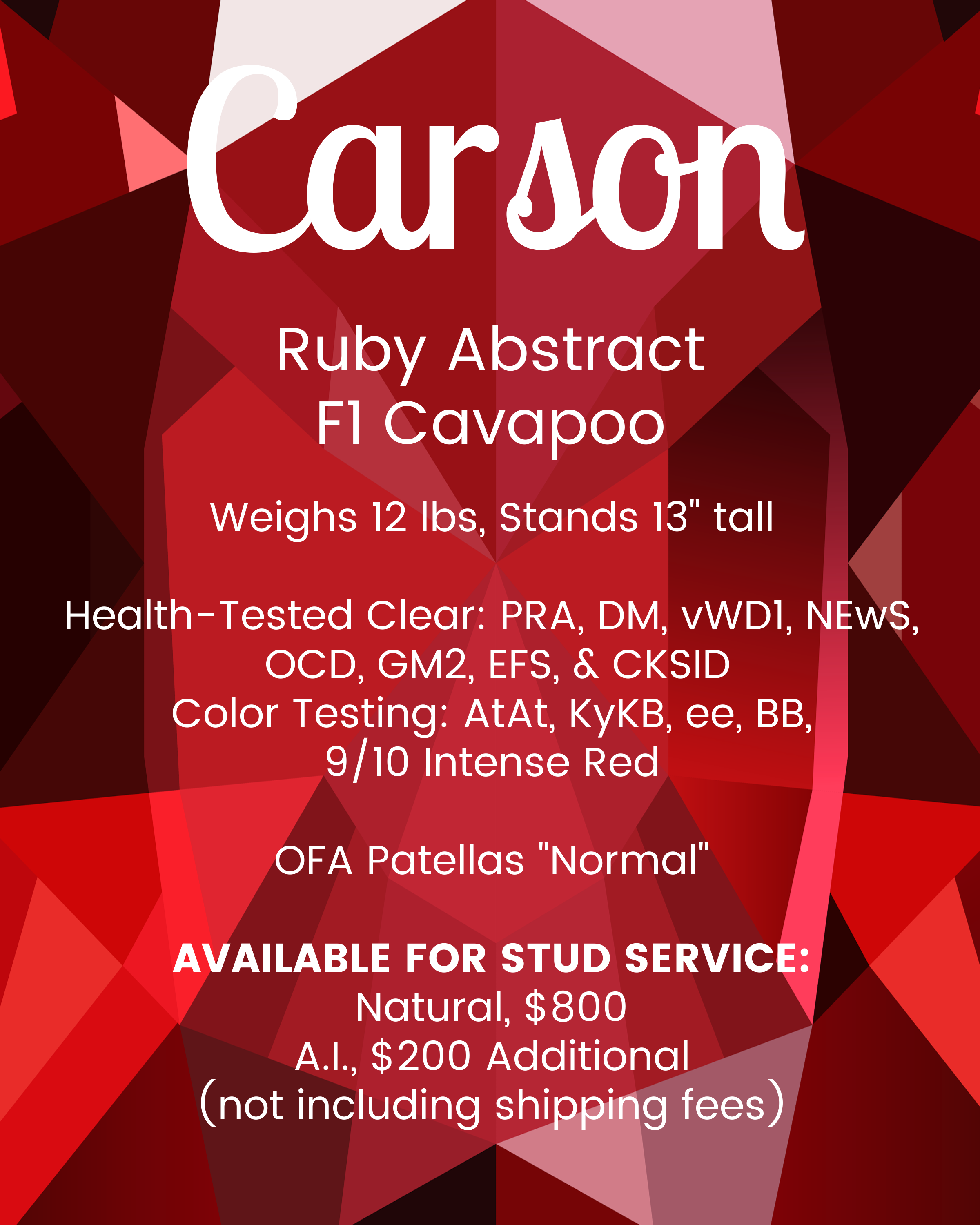 Idaho Jewels Poodles — Stud Services