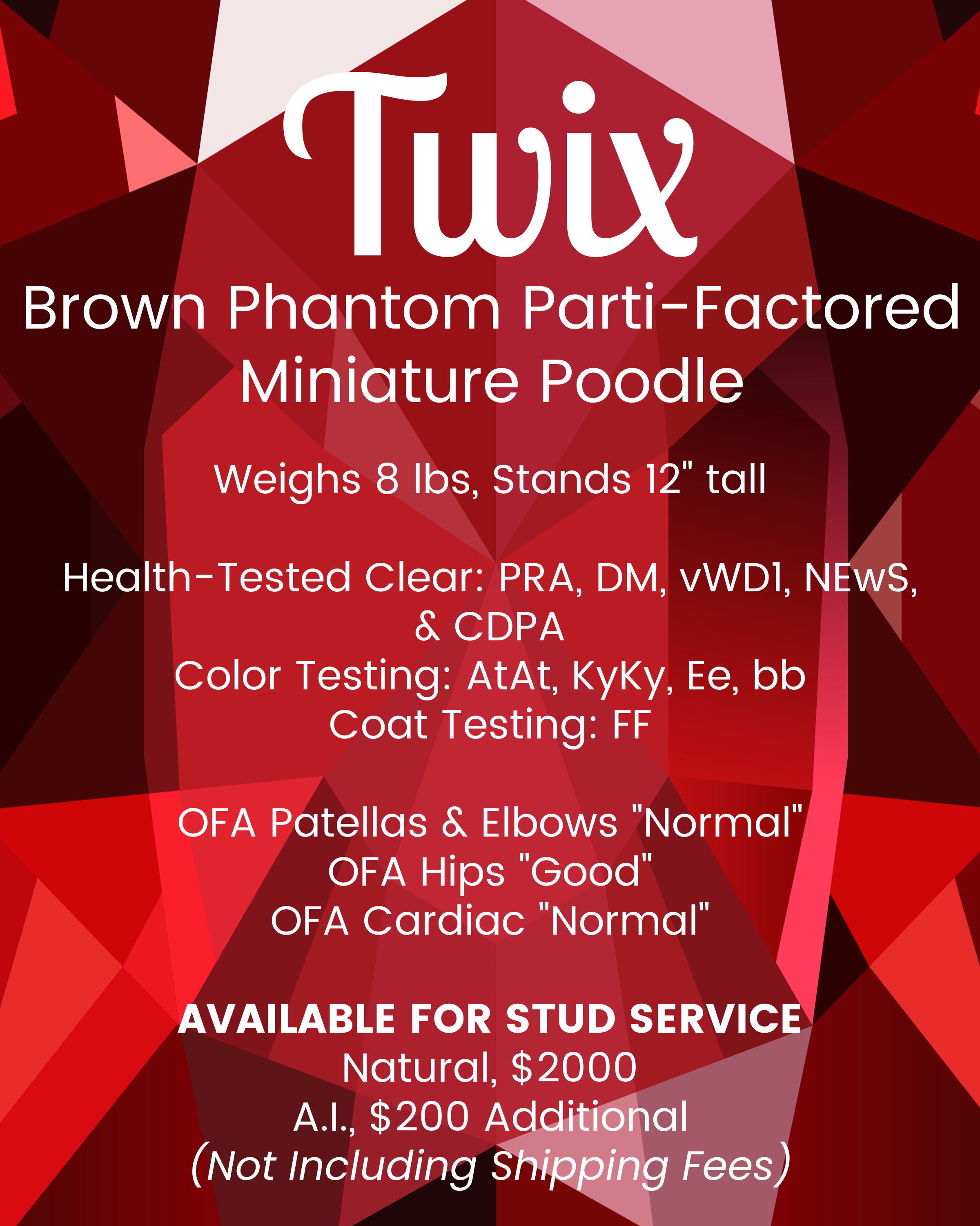 Idaho Jewels Poodles — Stud Services