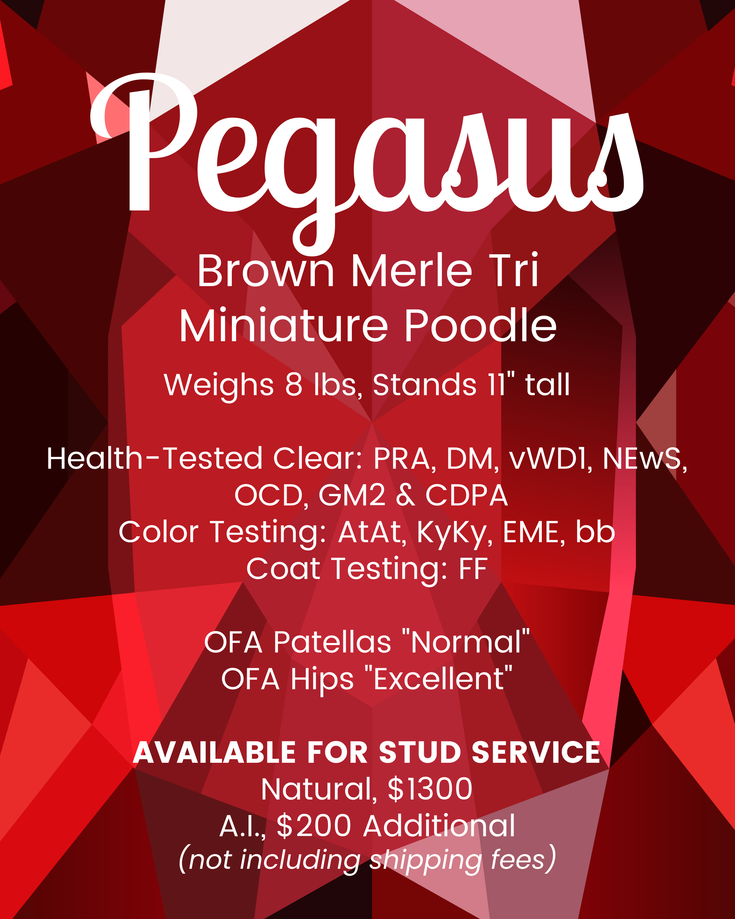 Idaho Jewels Poodles — Stud Services