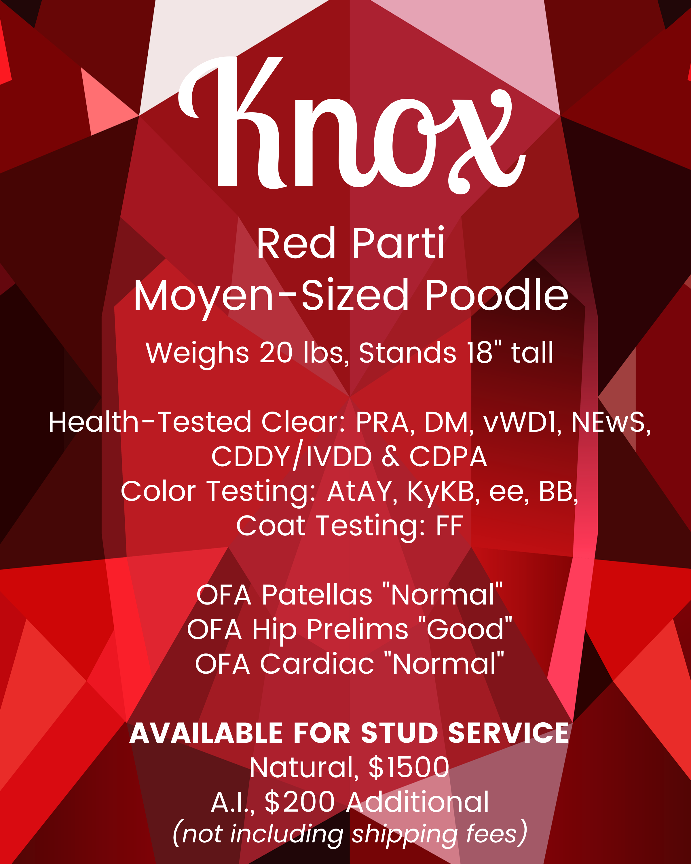 Idaho Jewels Poodles — Stud Services