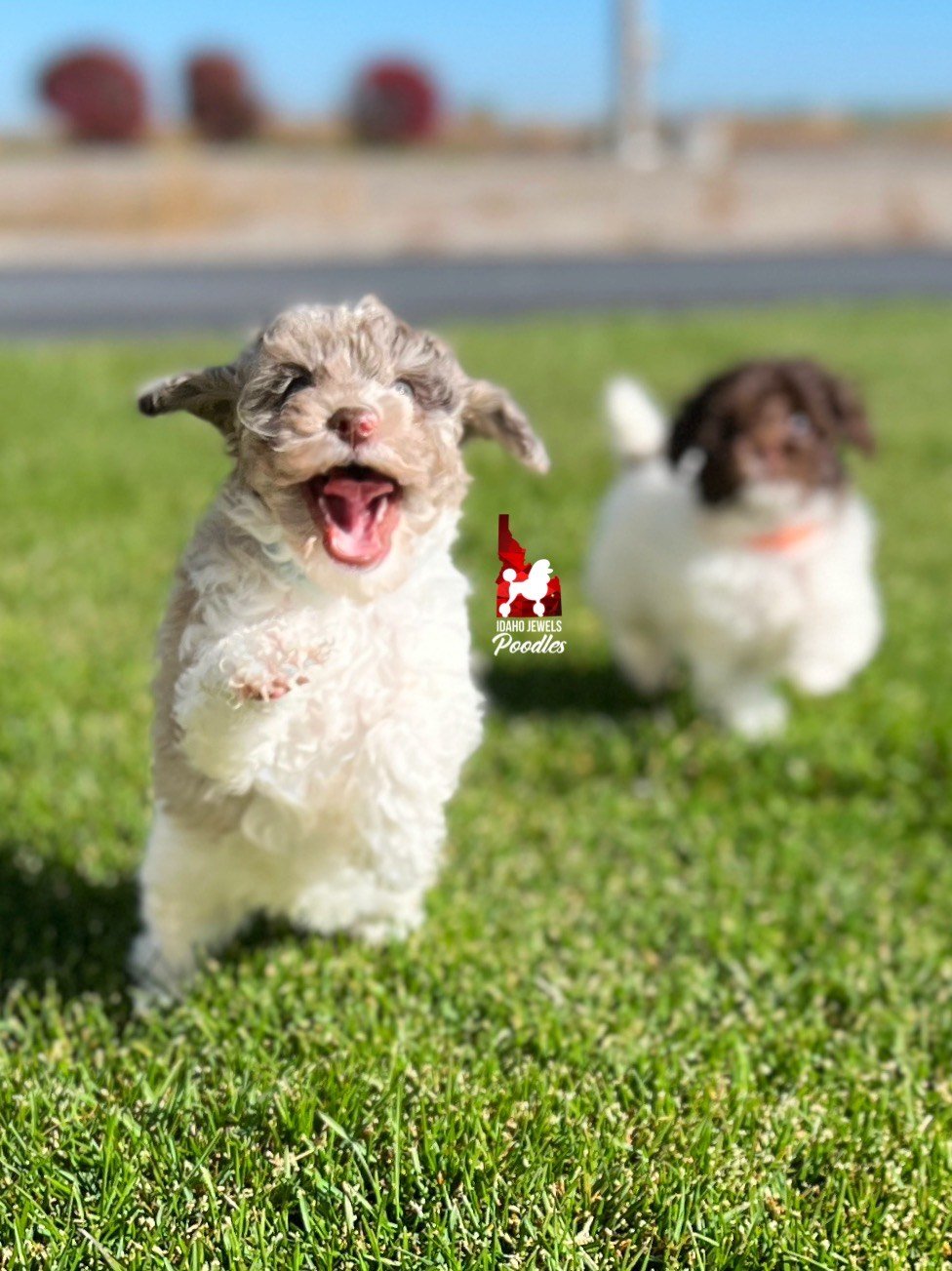 Idaho Jewels Poodles — Our Listing Process