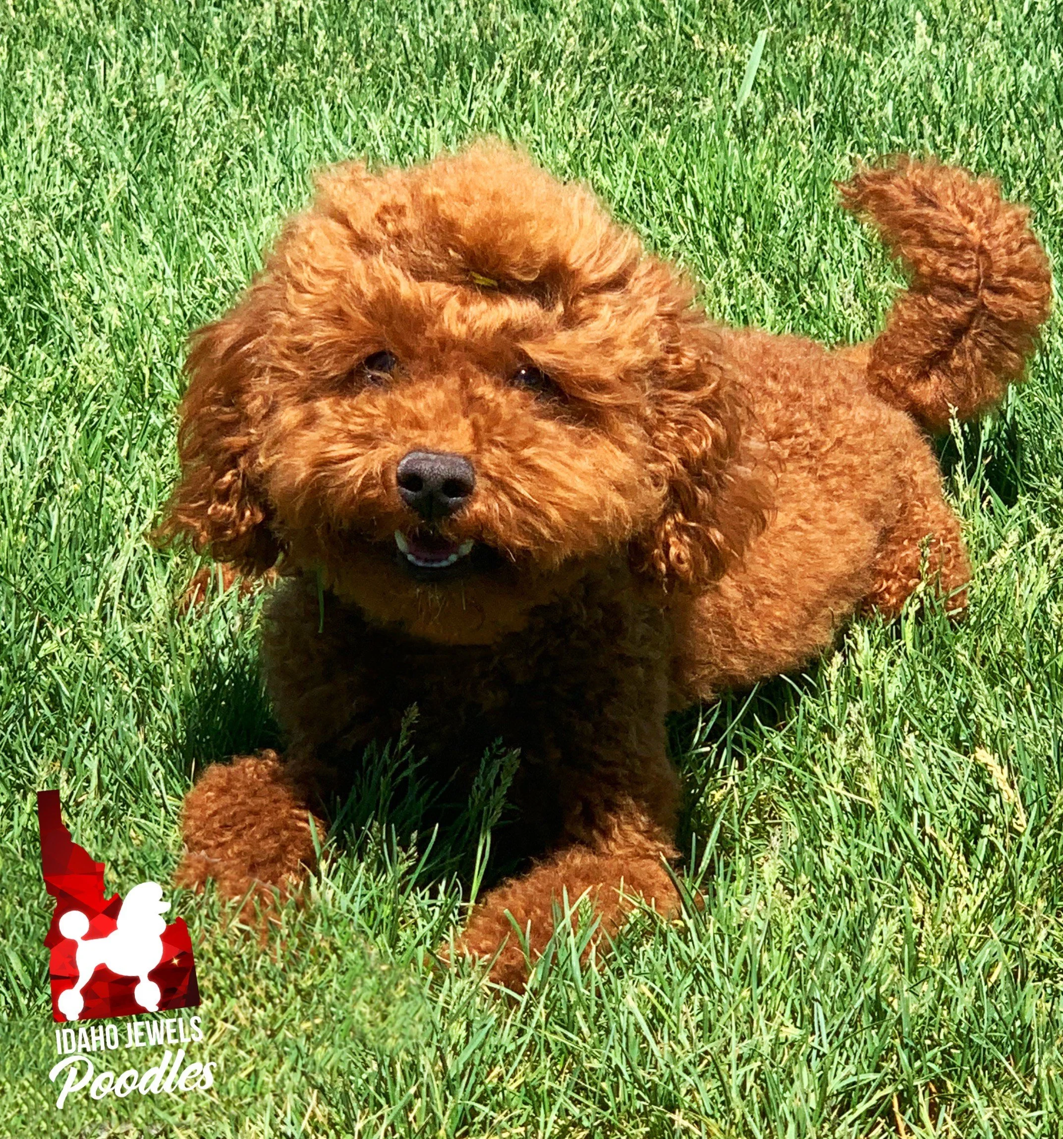 Idaho Jewels Poodles — Meet Lucy