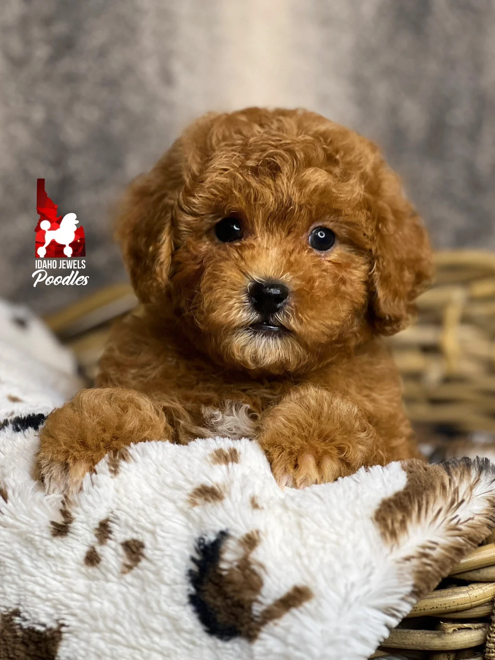 Idaho Jewels Poodles