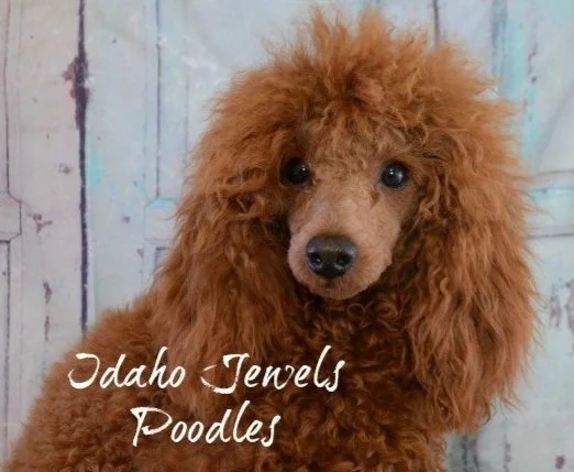 Idaho Jewels Poodles