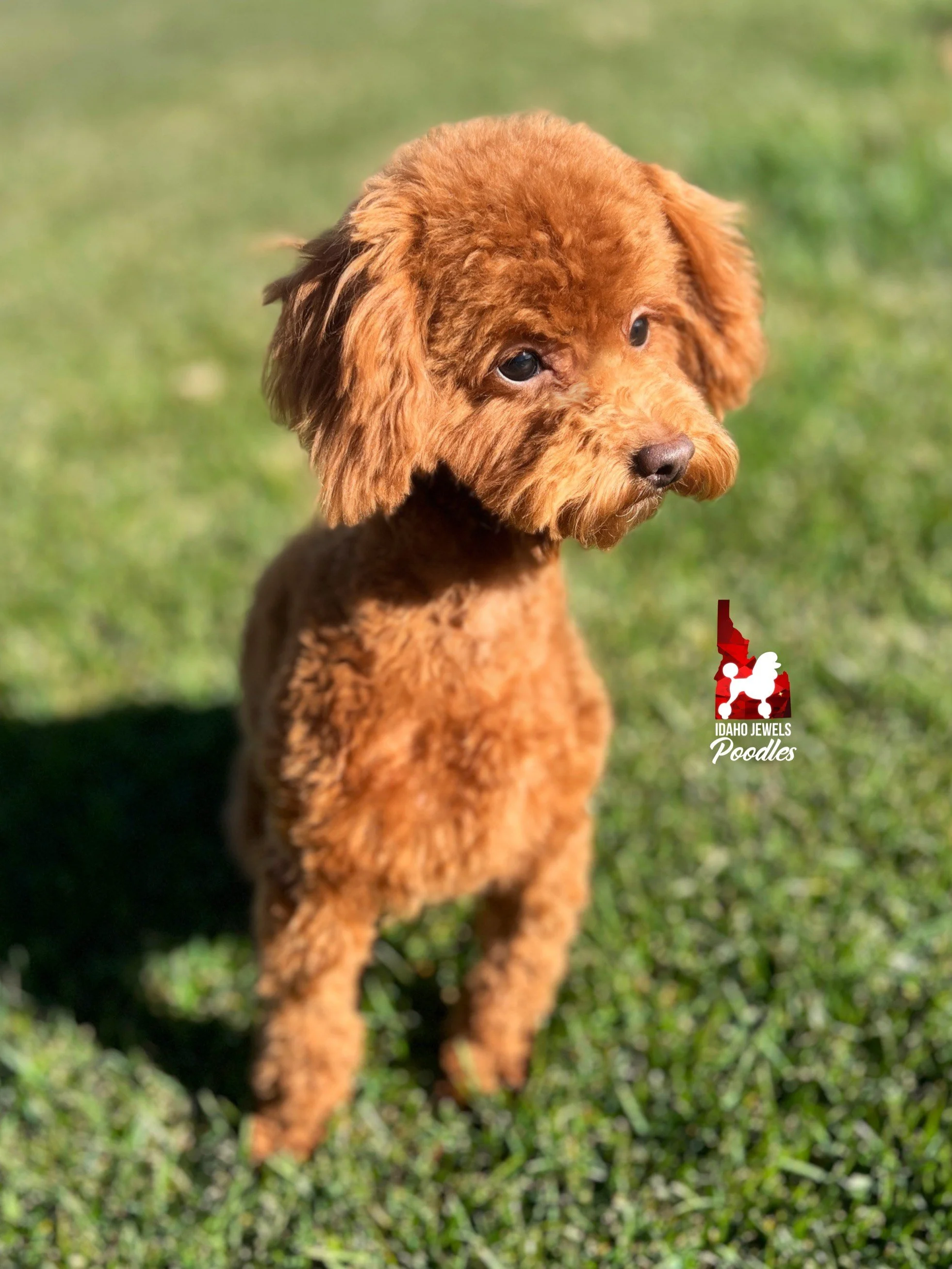 Idaho Jewels Poodles — Meet Ariel