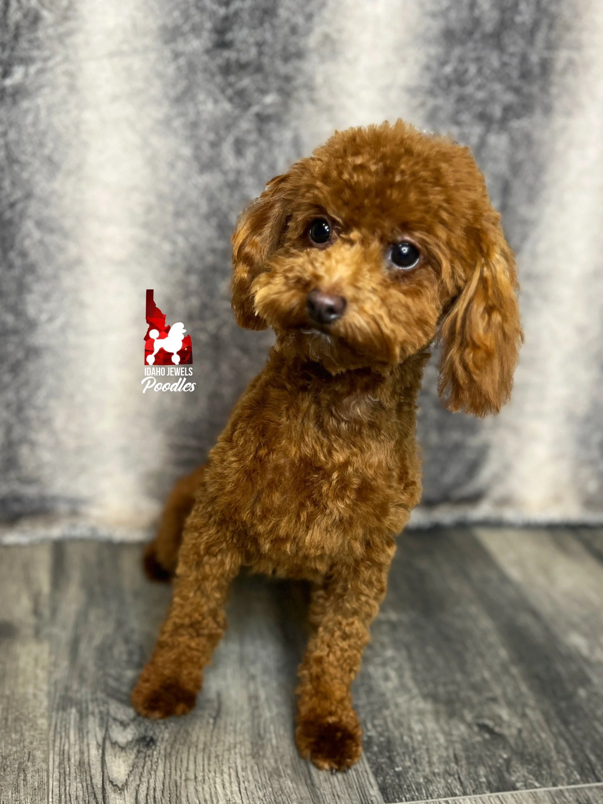 Idaho Jewels Poodles — Meet Ariel