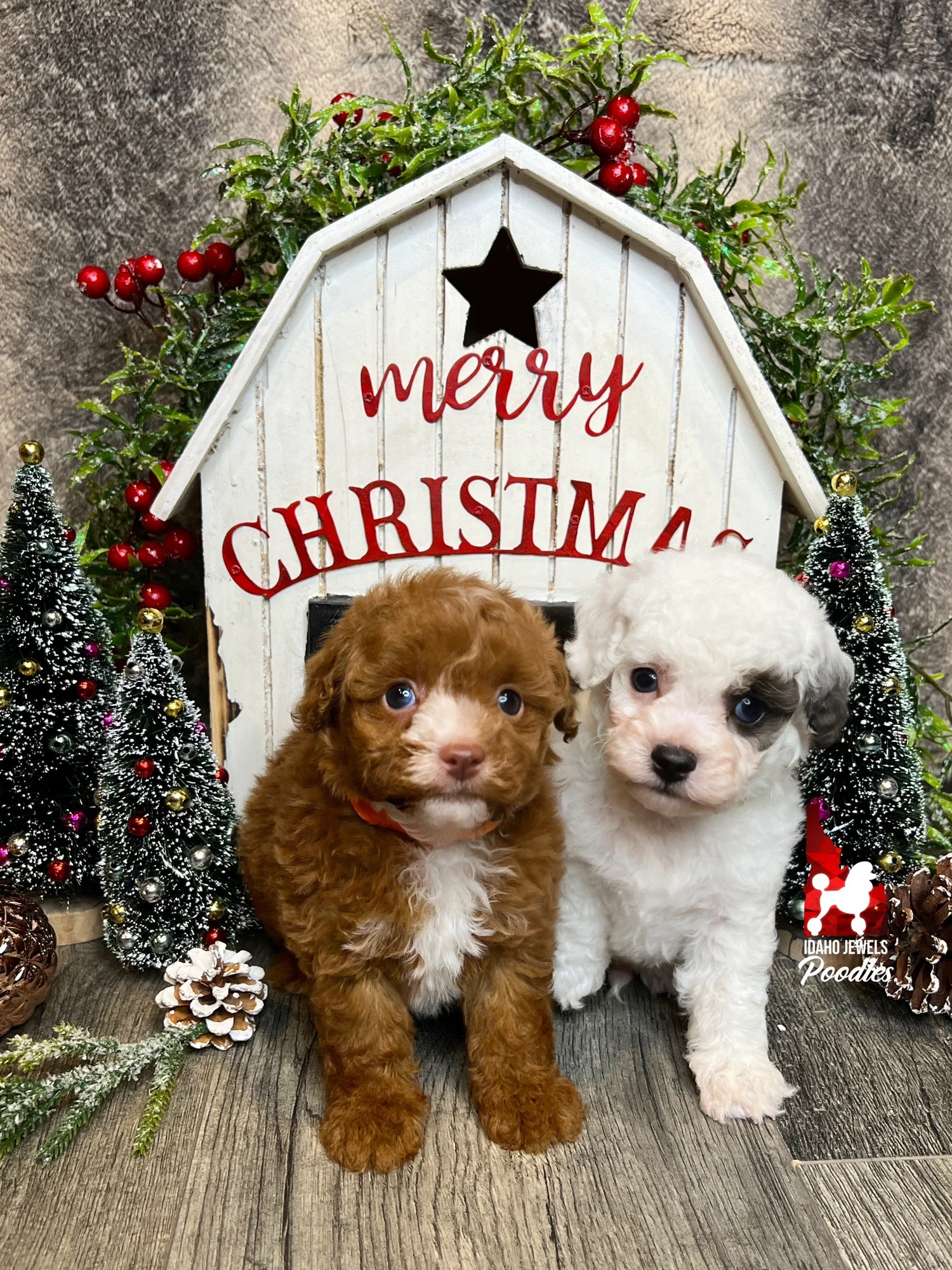 Idaho Jewels Poodles