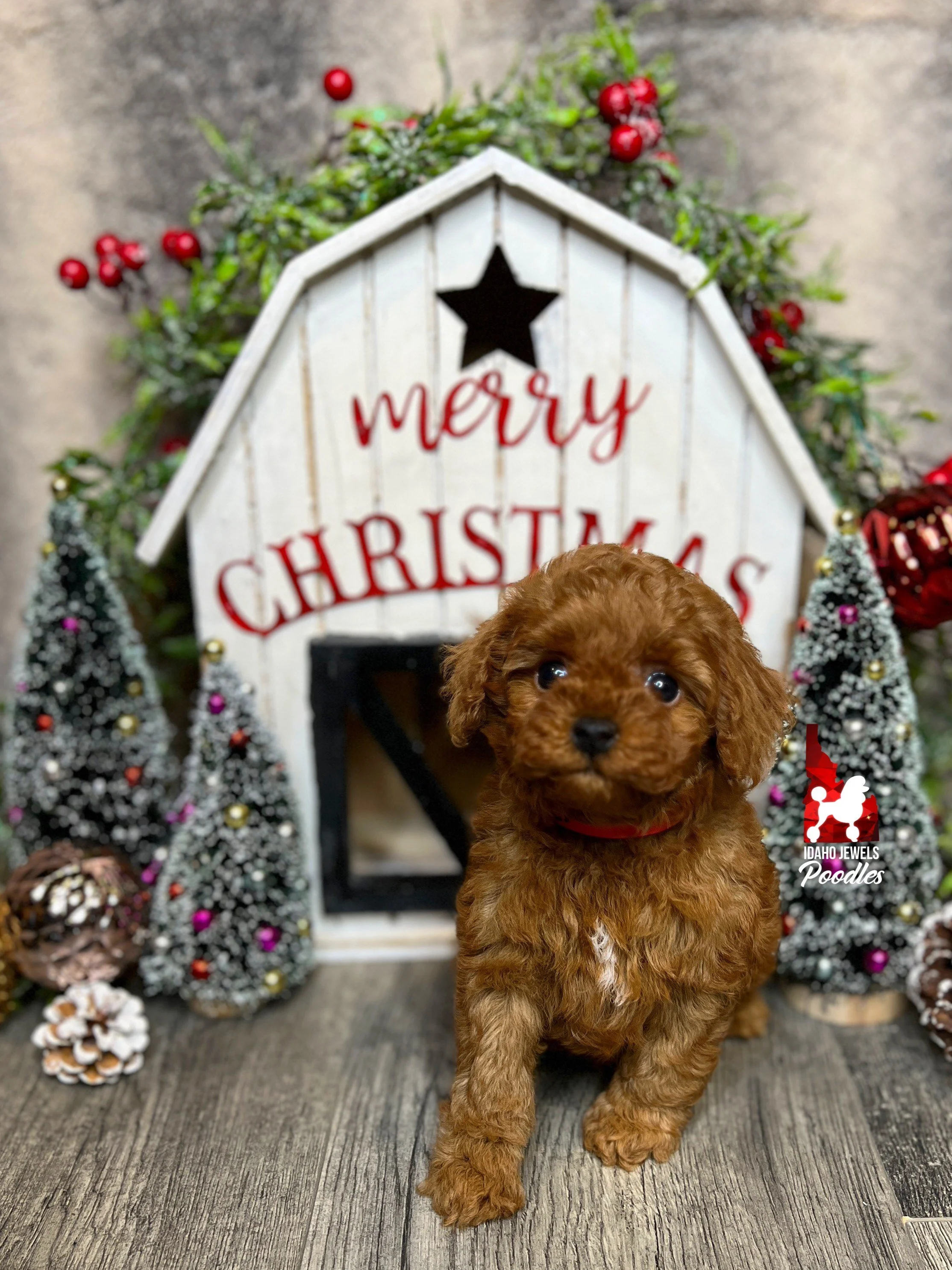 Idaho Jewels Poodles — Guardianship Program