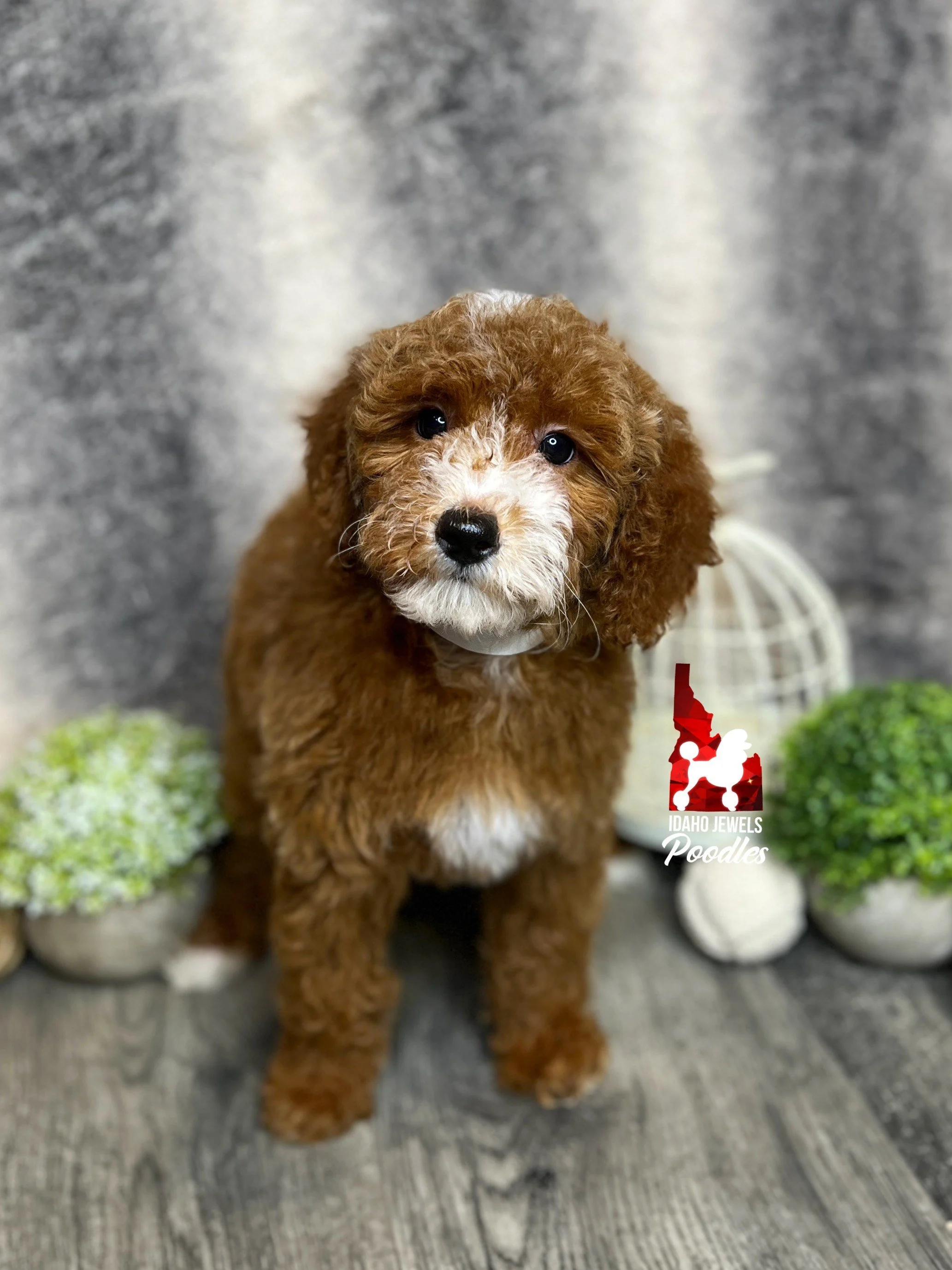 Idaho Jewels Poodles — Addilynn, Red Abstract Mini Girl (Guardianship)