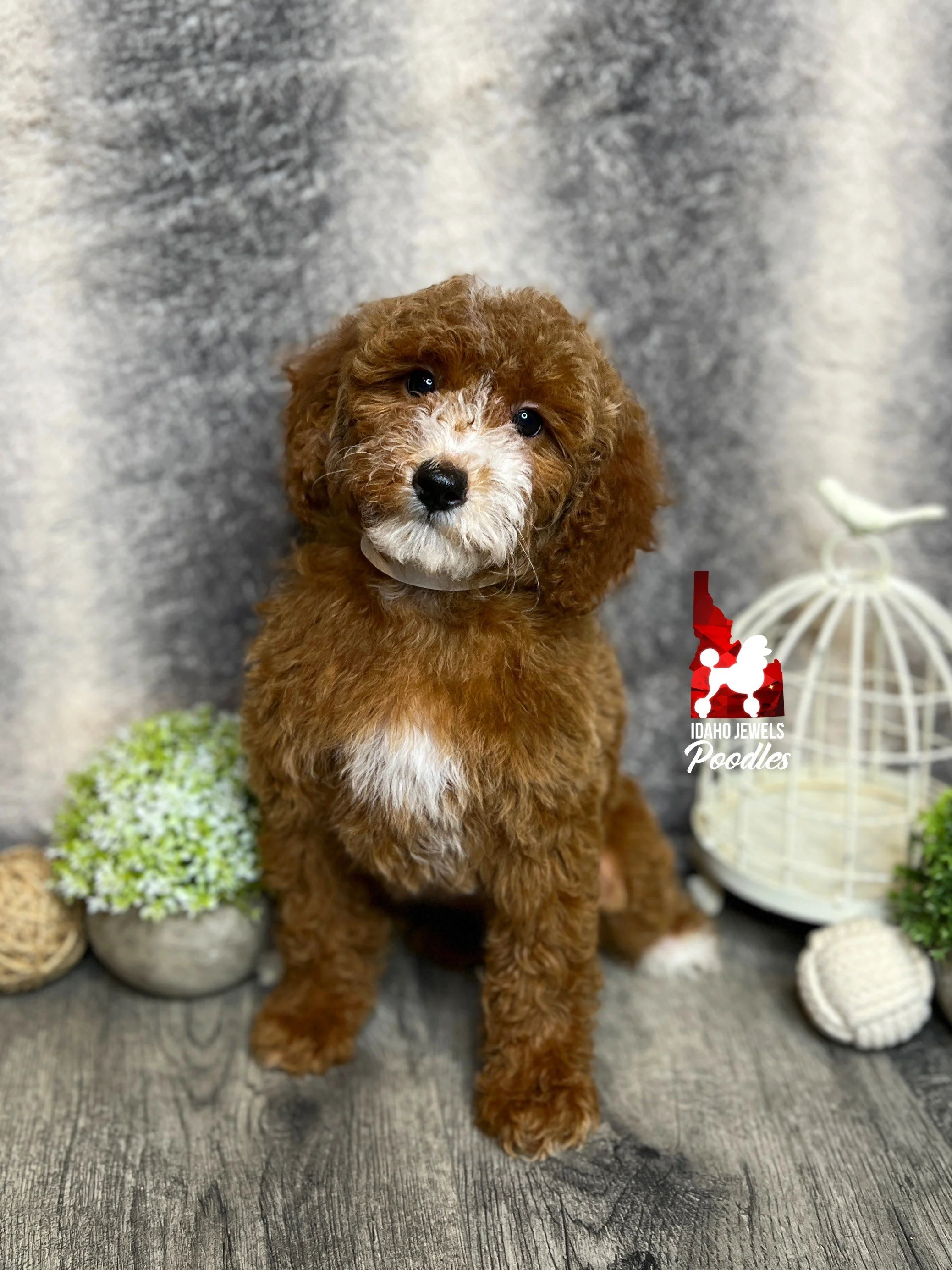 Idaho Jewels Poodles — Addilynn, Red Abstract Mini Girl (Guardianship)