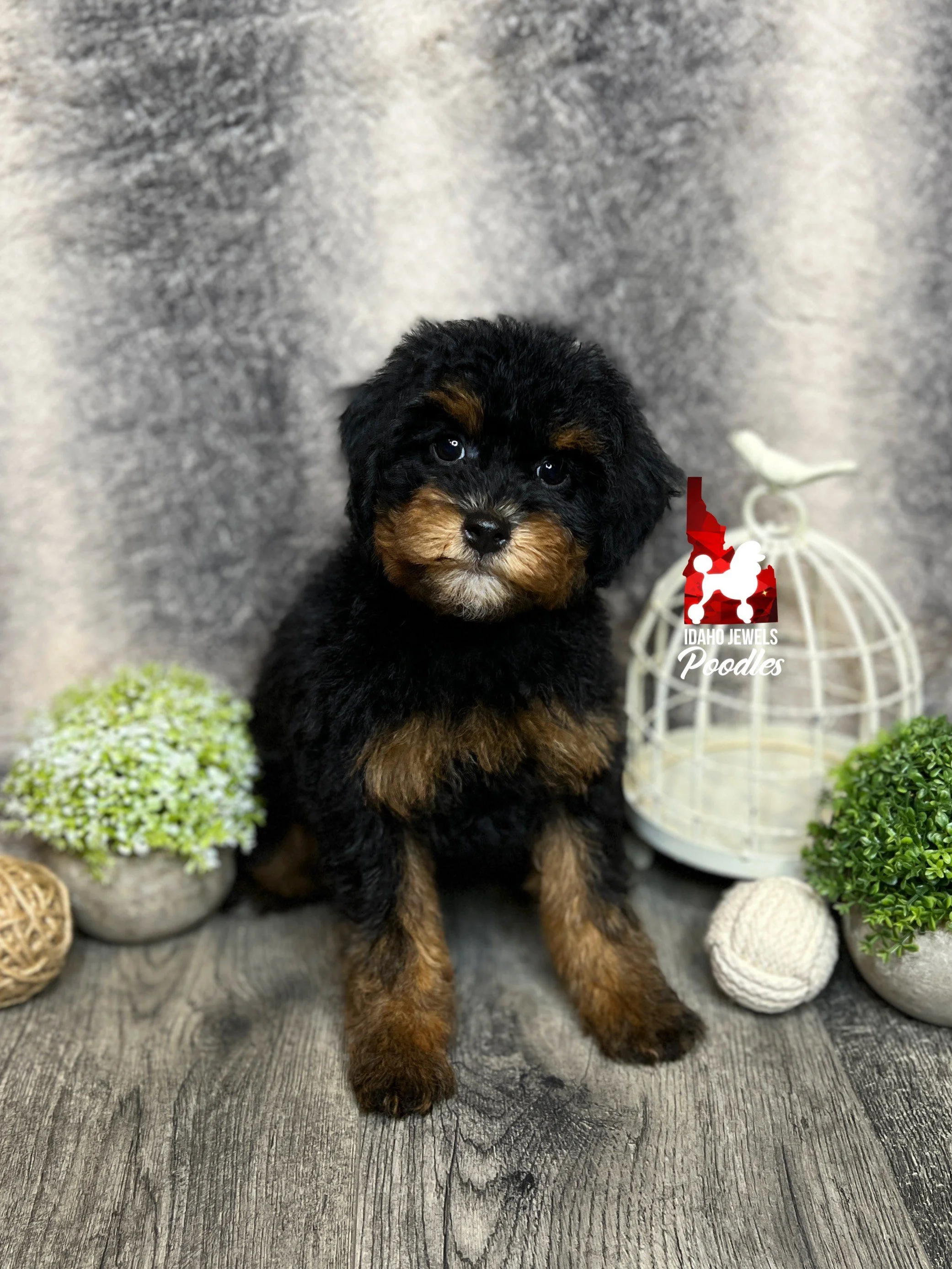 Idaho Jewels Poodles