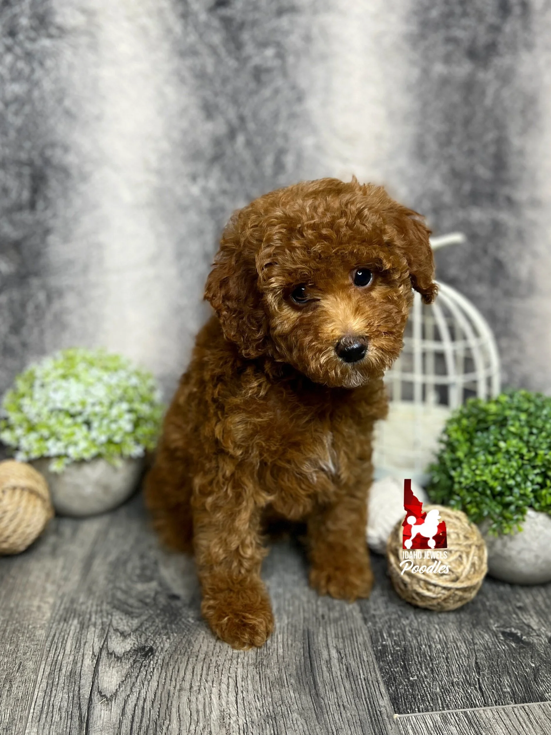 Idaho Jewels Poodles
