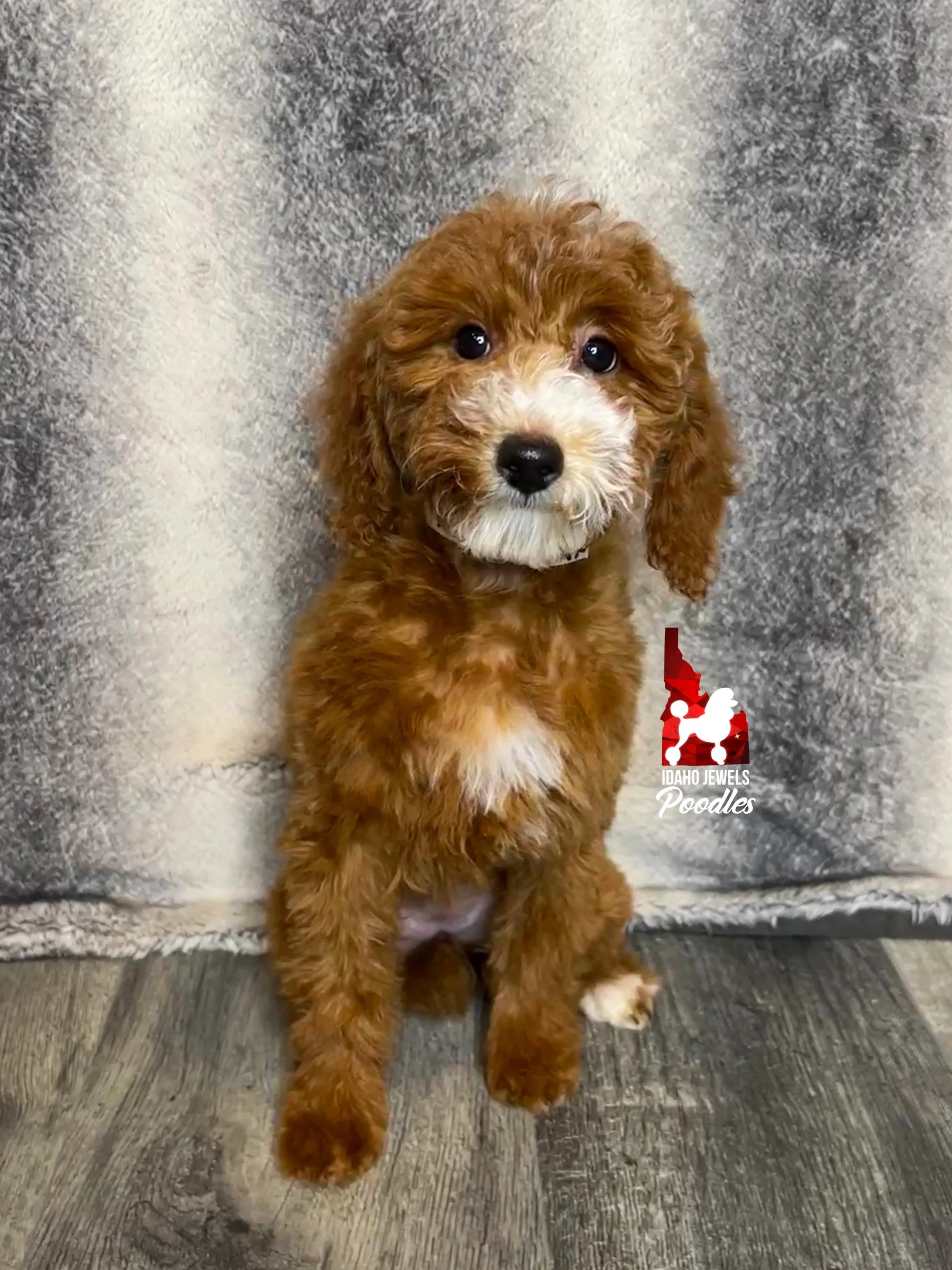 Idaho Jewels Poodles — Addilynn, Red Abstract Mini Girl (Guardianship)