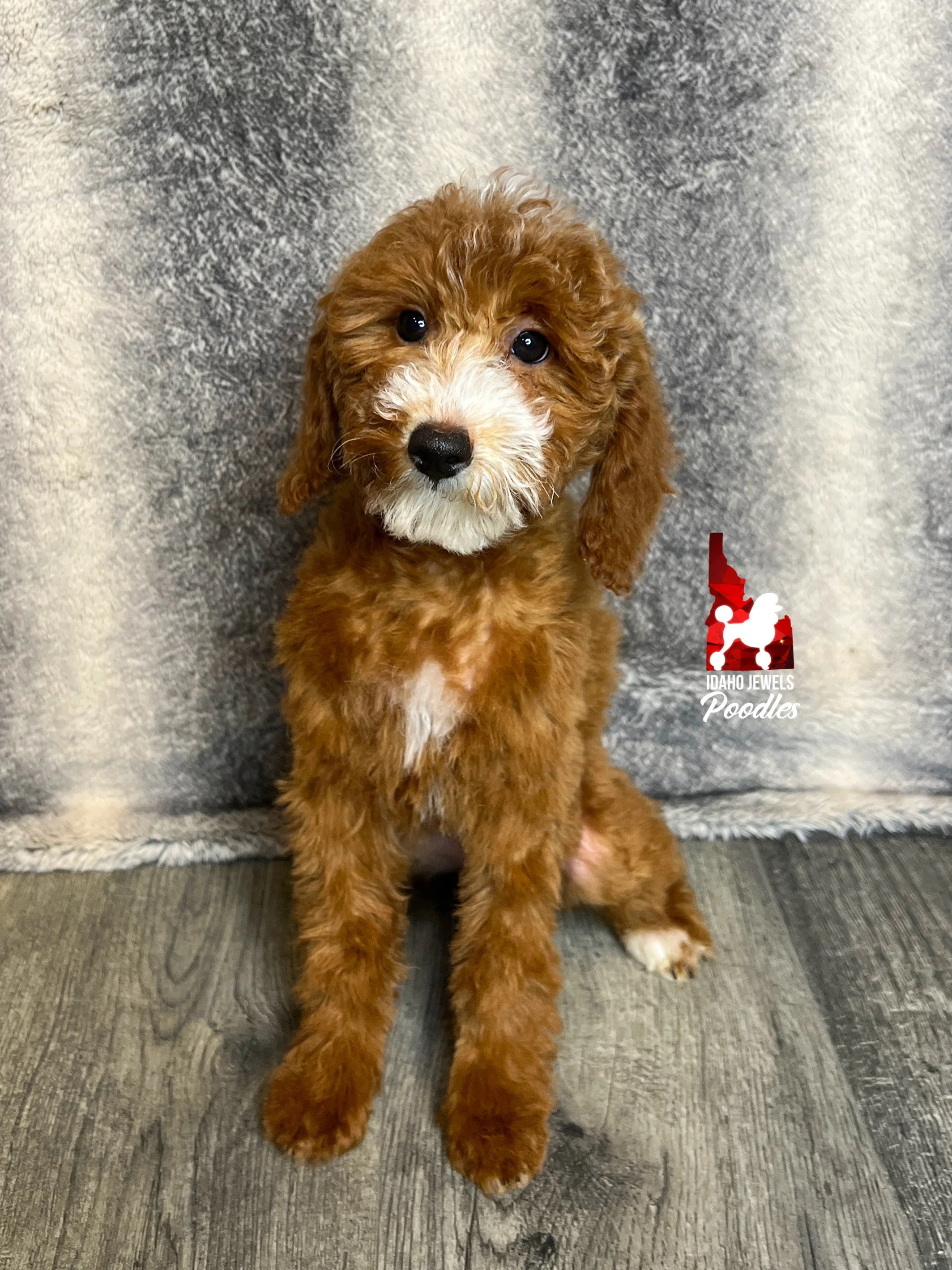Idaho Jewels Poodles — Addilynn, Red Abstract Mini Girl (Guardianship)