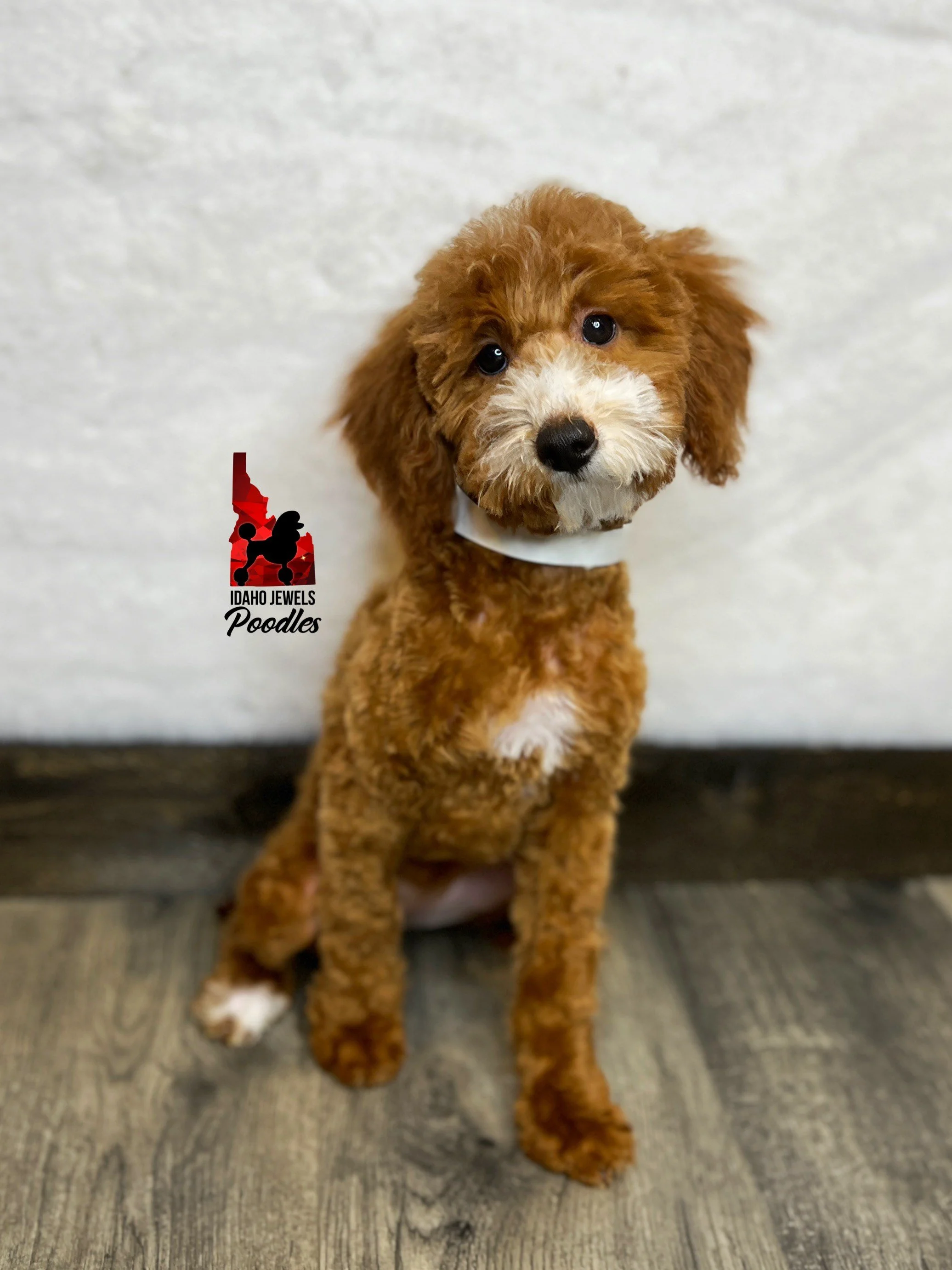 Idaho Jewels Poodles — Addilynn, Red Abstract Mini Girl (Guardianship)