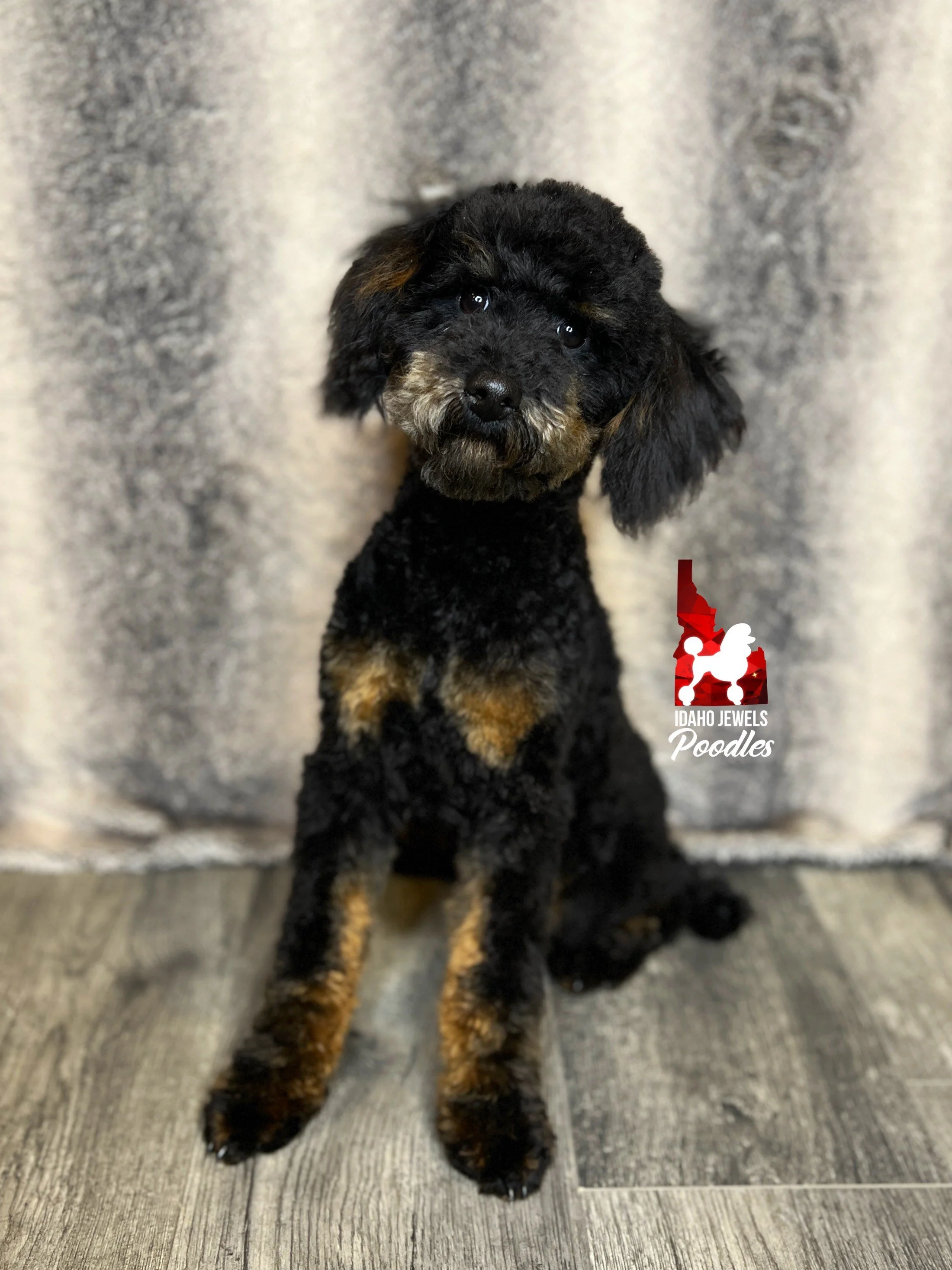 Idaho Jewels Poodles — (Retired) Meet Pockets