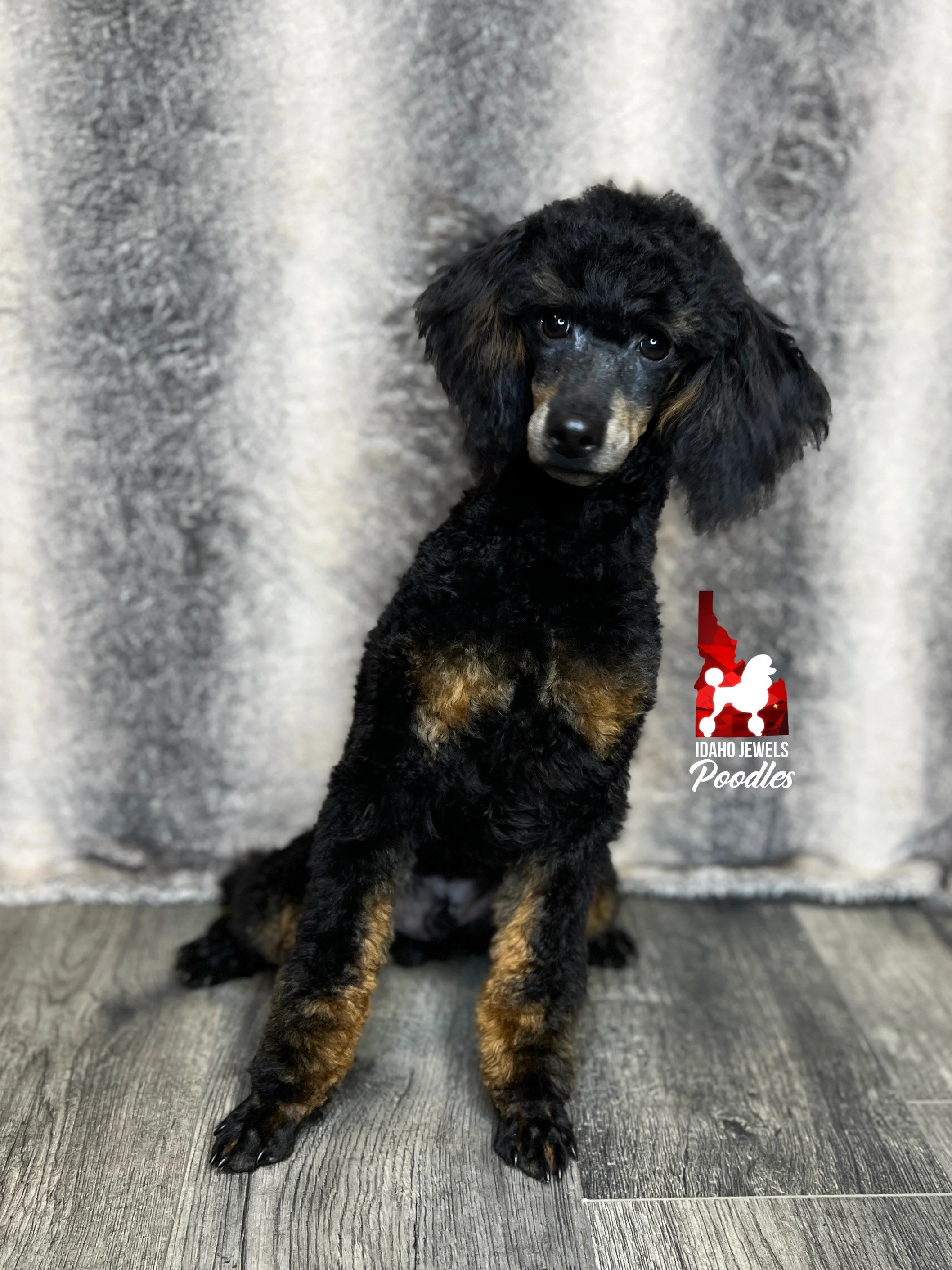 Idaho Jewels Poodles — (Retired) Meet Pockets