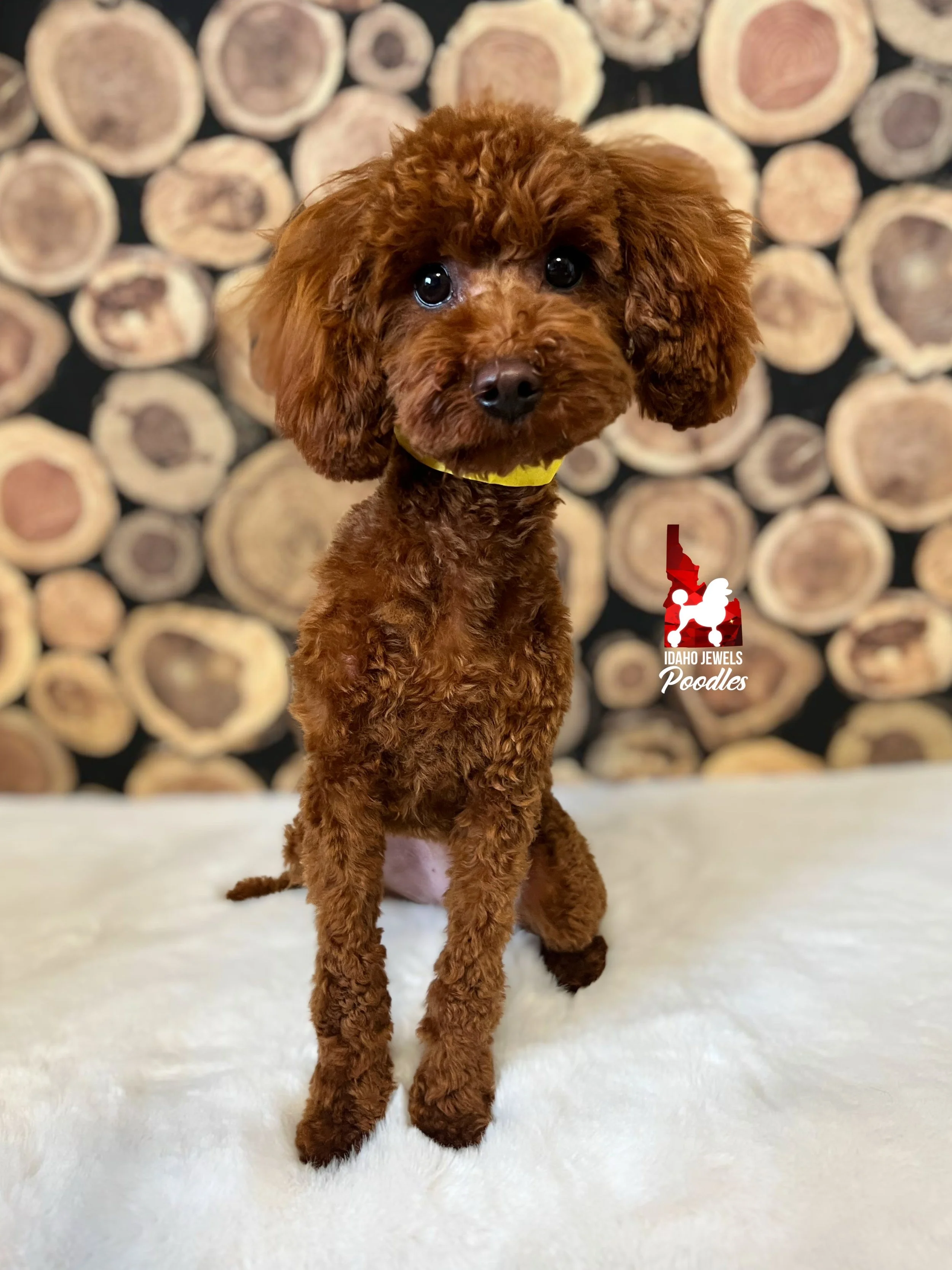 Idaho Jewels Poodles — Meet Sylvie