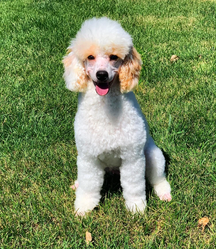 Idaho Jewels Poodles — Meet the Parents