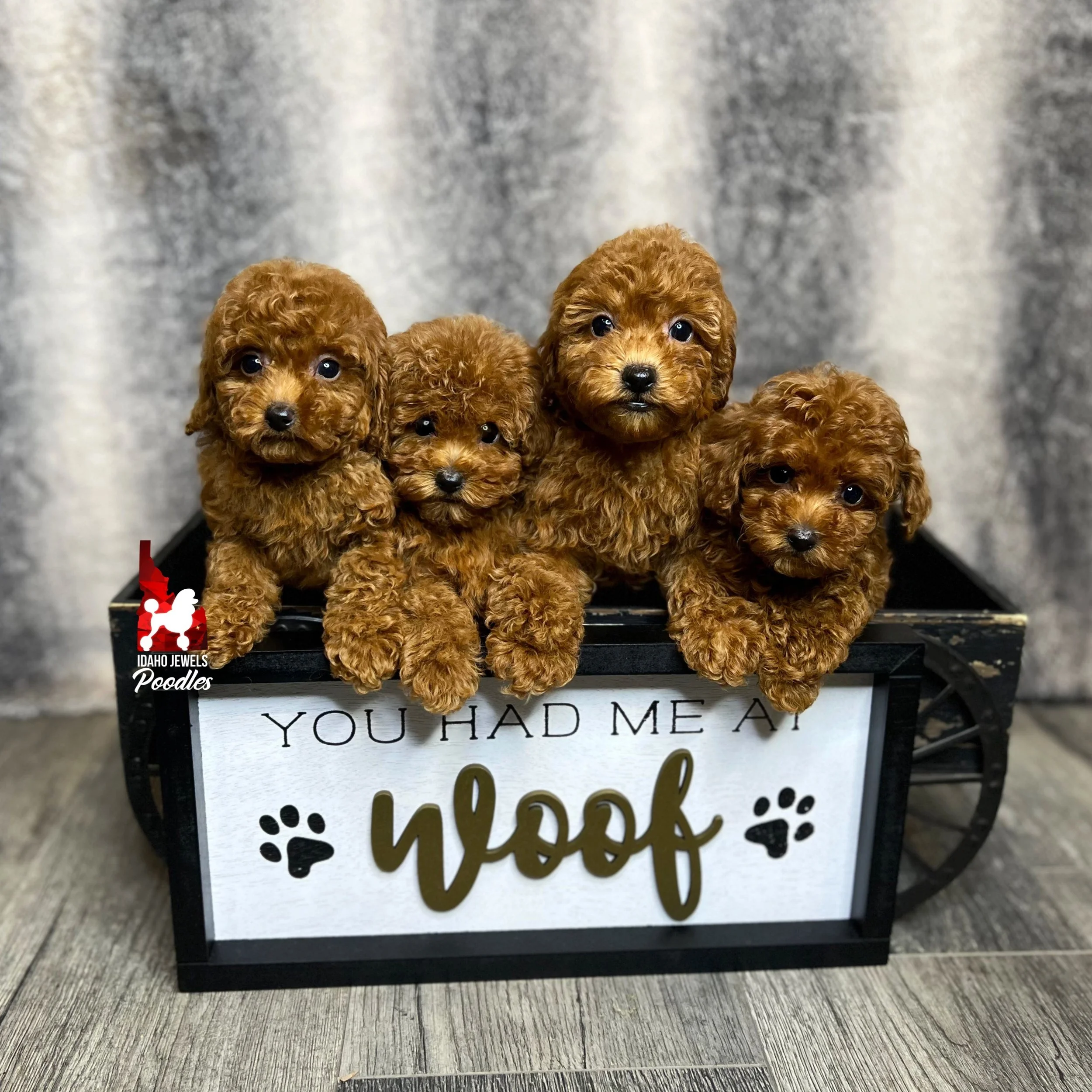 Idaho Jewels Poodles — Meet Melodee