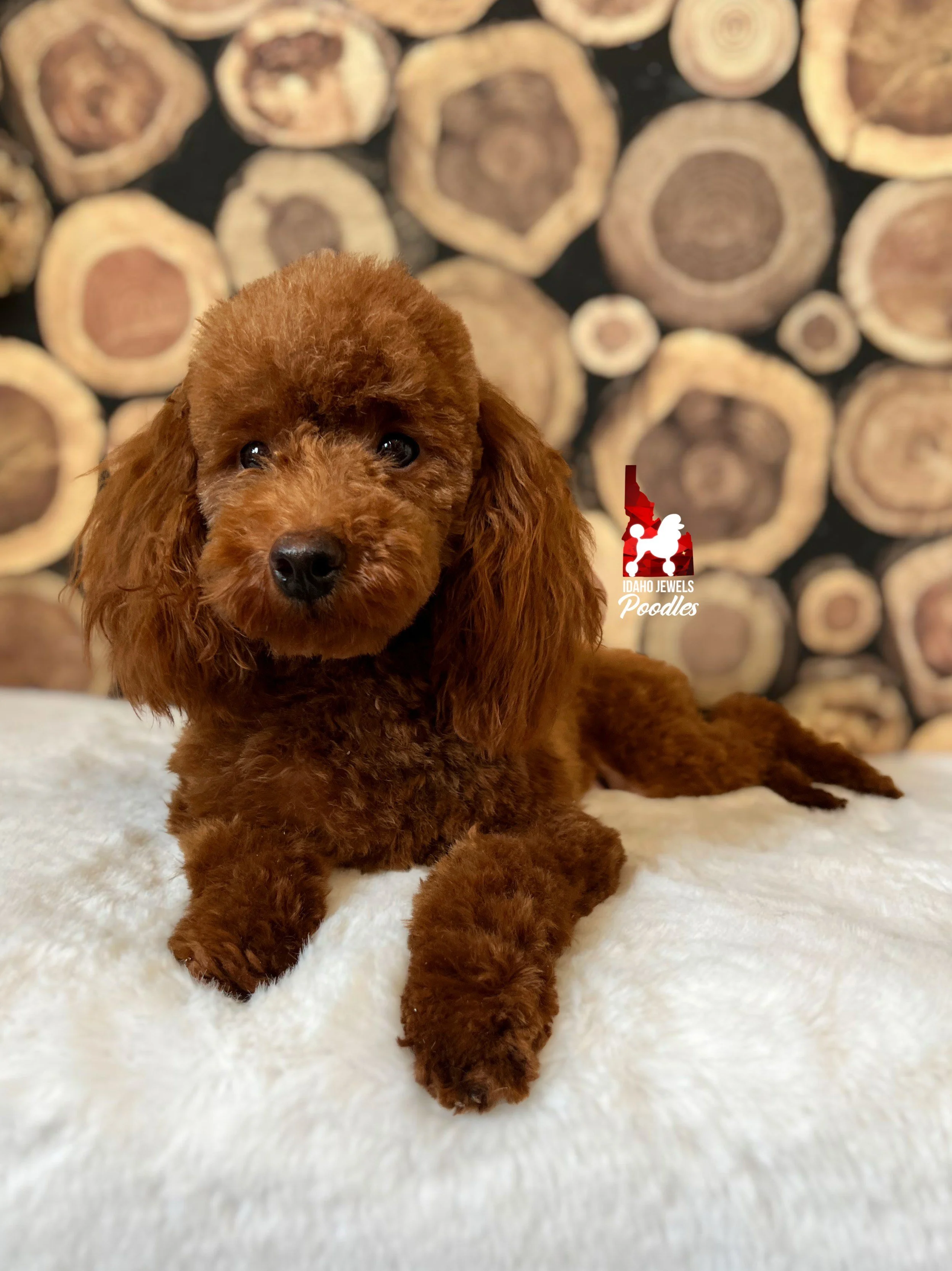 Idaho Jewels Poodles — Meet Merida