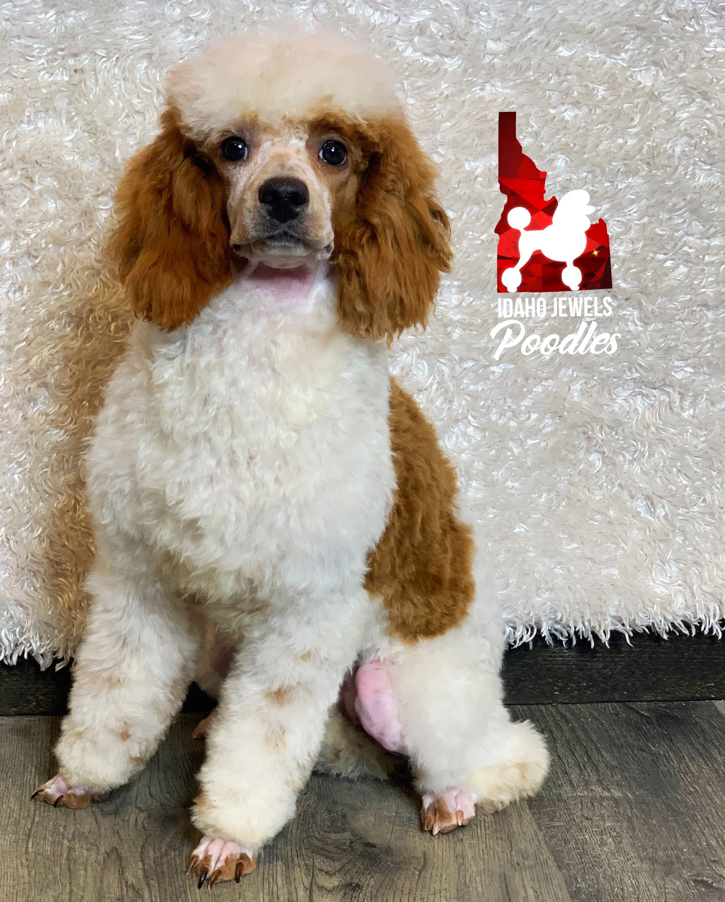 Idaho Jewels Poodles — Meet the Parents