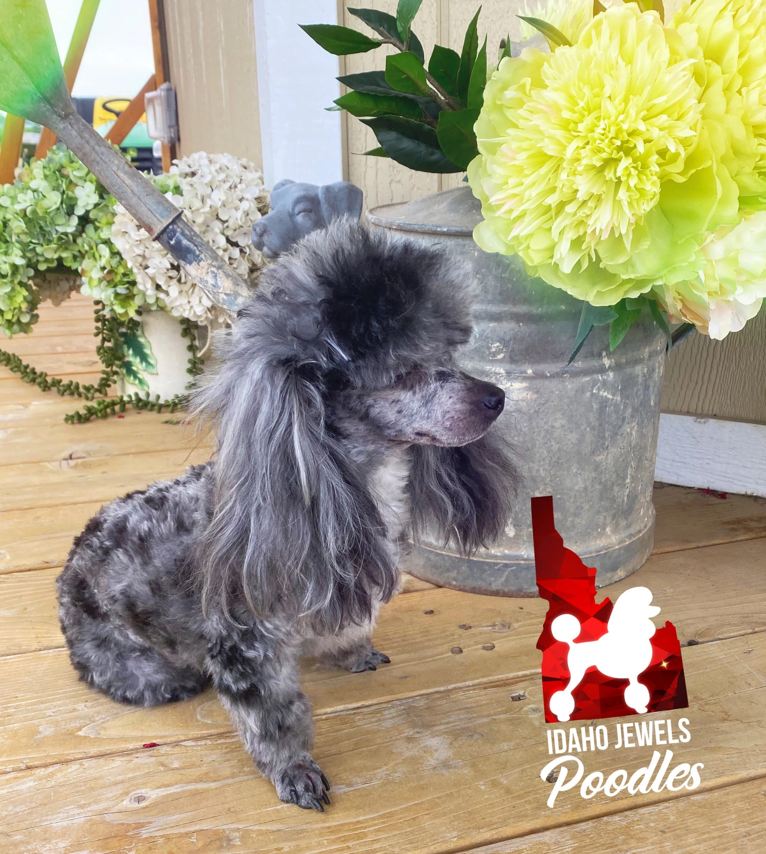 Idaho Jewels Poodles — Meet Bella