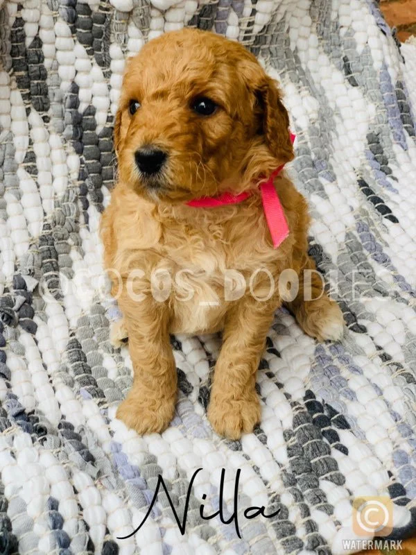 Idaho Jewels Poodles — Meet Twix