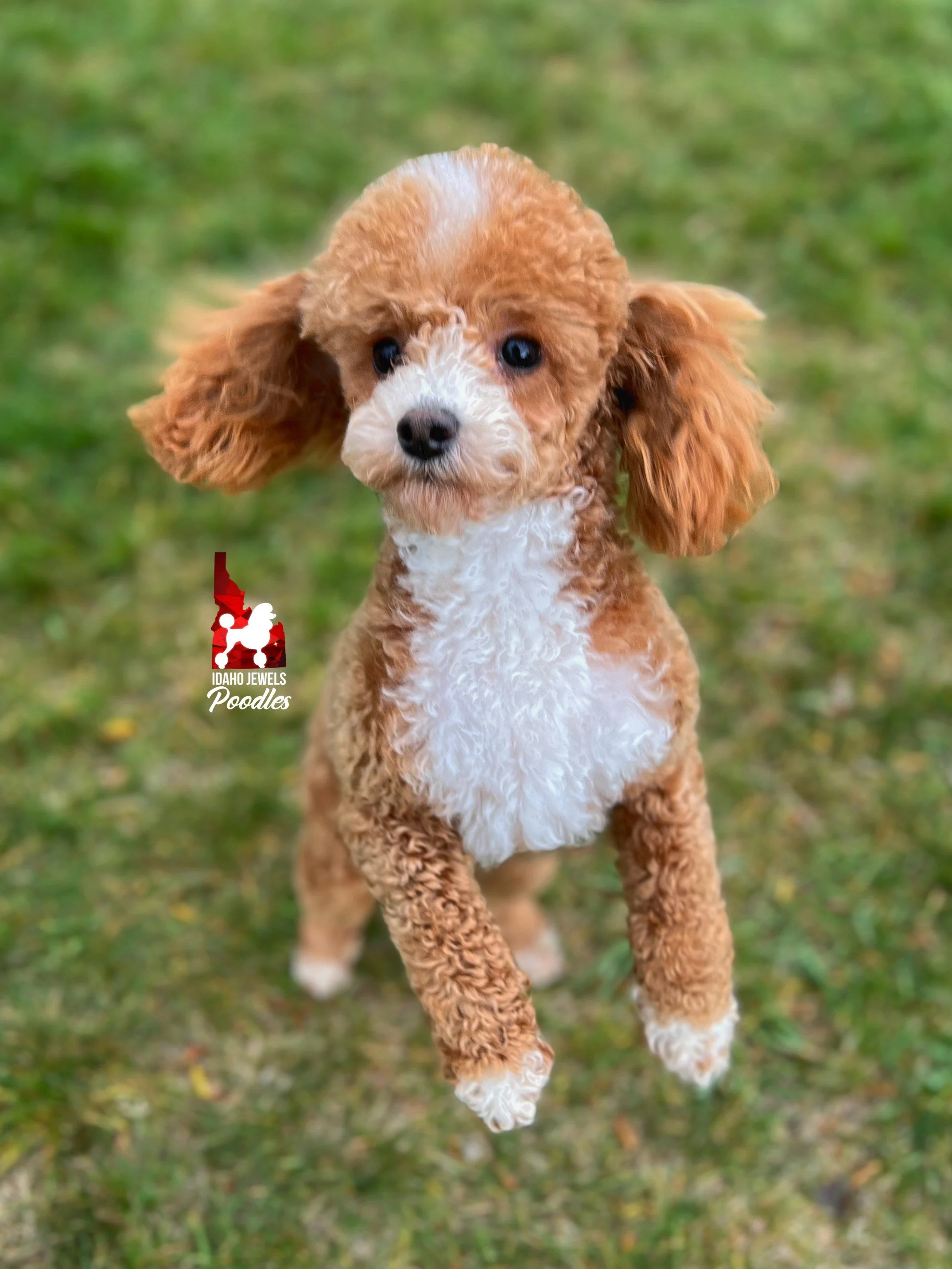 Idaho Jewels Poodles — Meet Cupcake