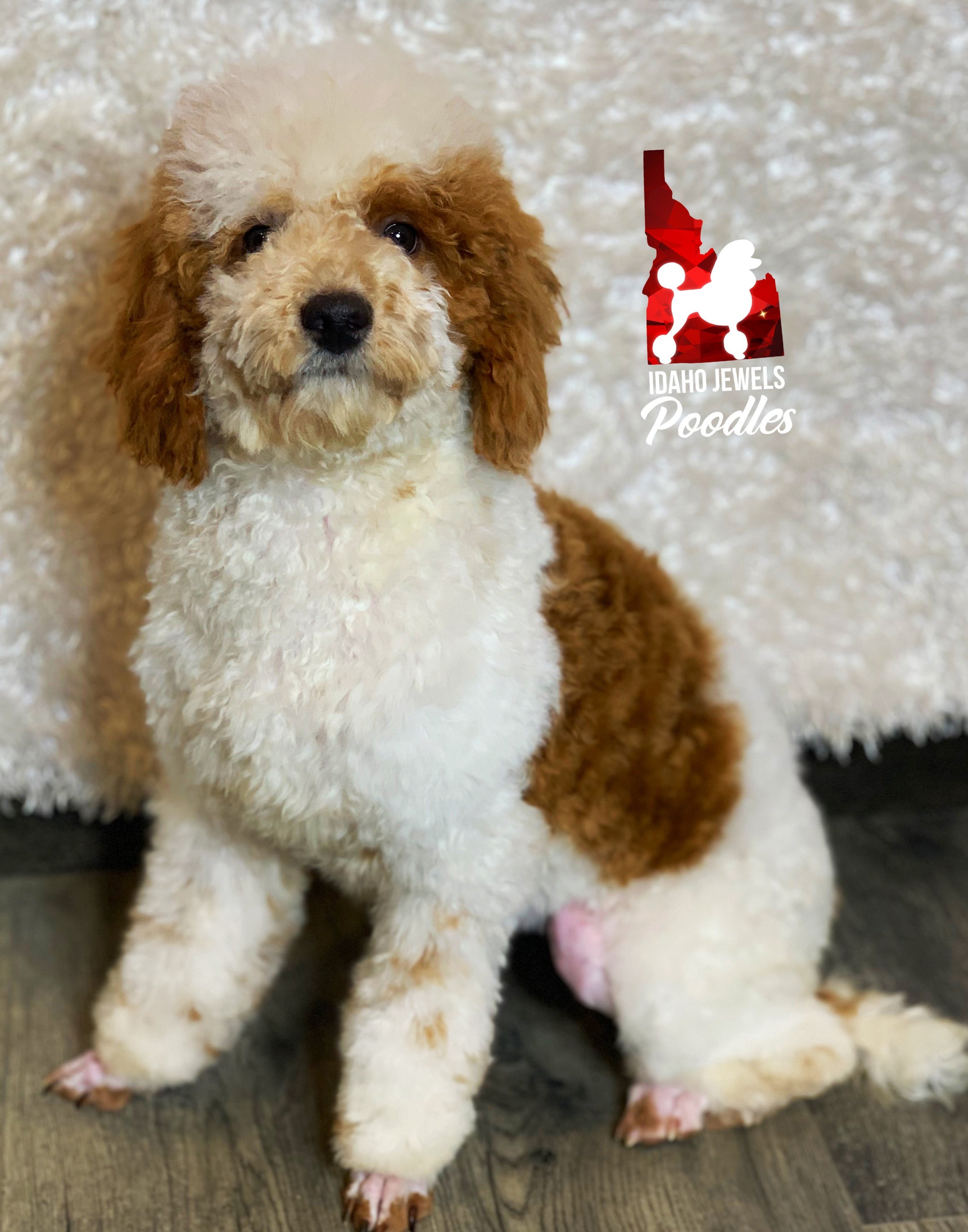 Idaho Jewels Poodles — Meet the Parents