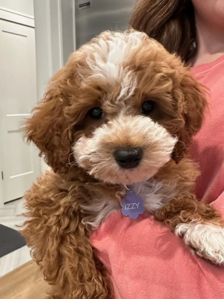 Idaho Jewels Poodles — Gallery & Testimonials