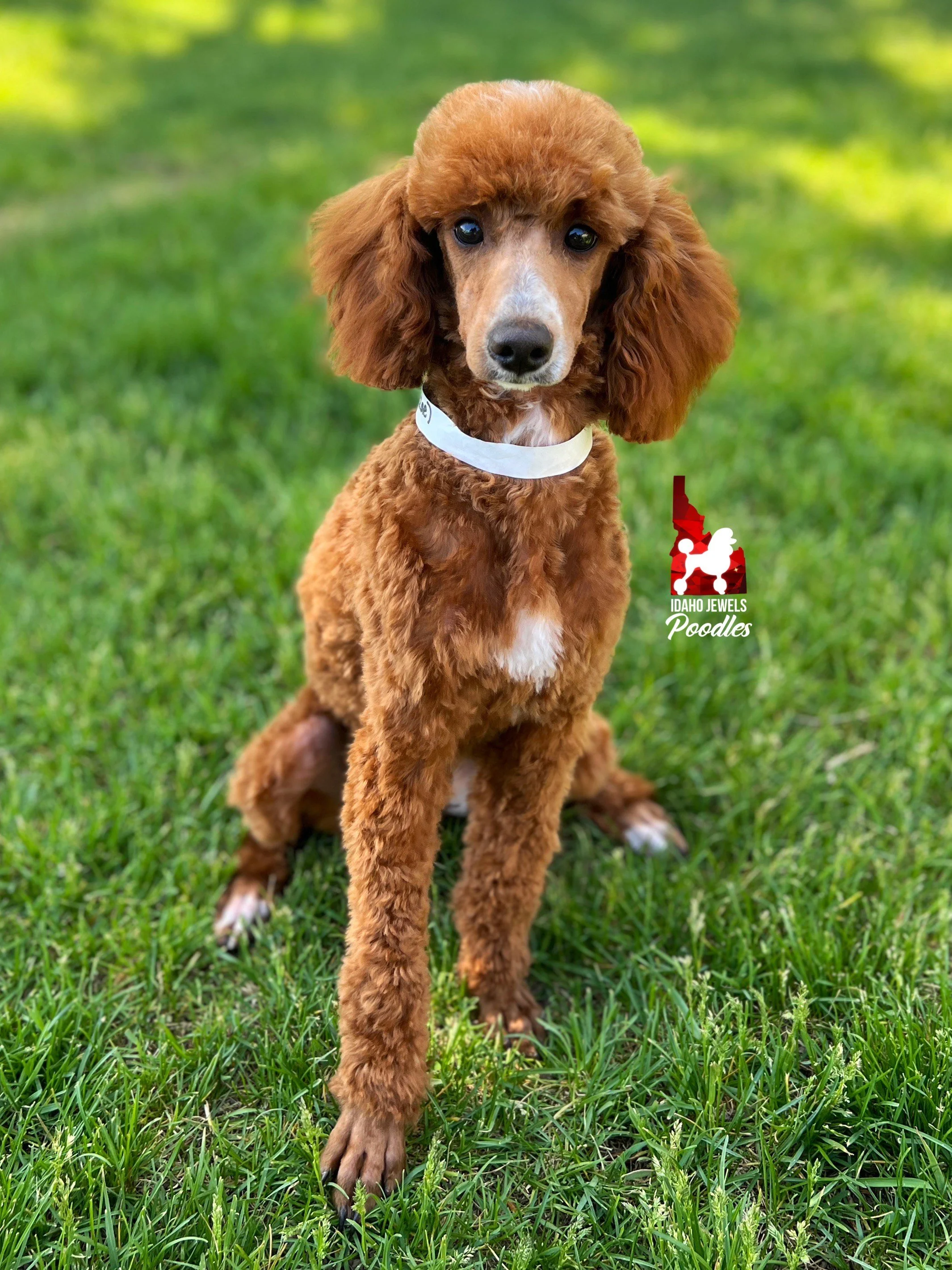 Idaho Jewels Poodles — Meet Addilynn