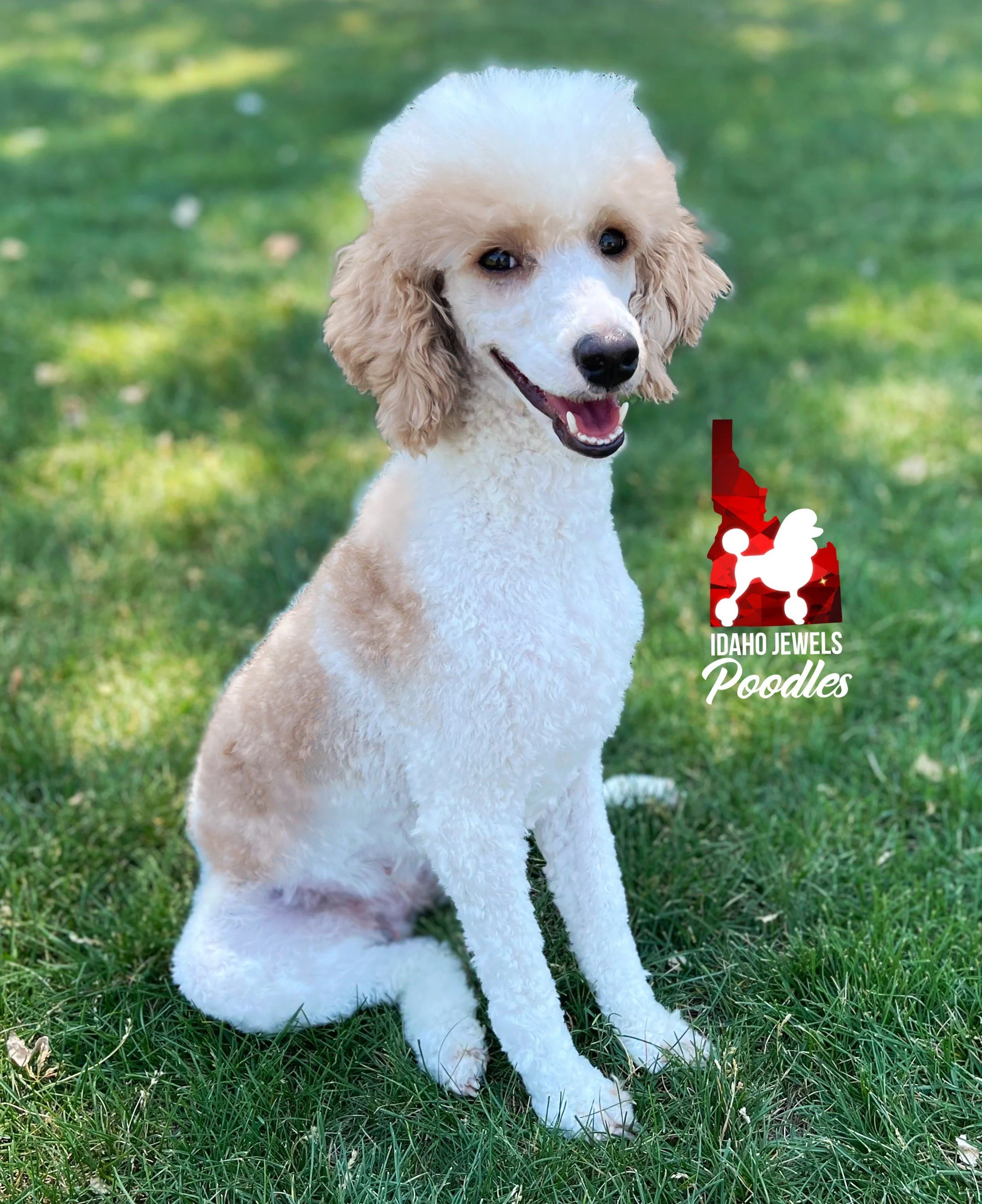 Idaho Jewels Poodles