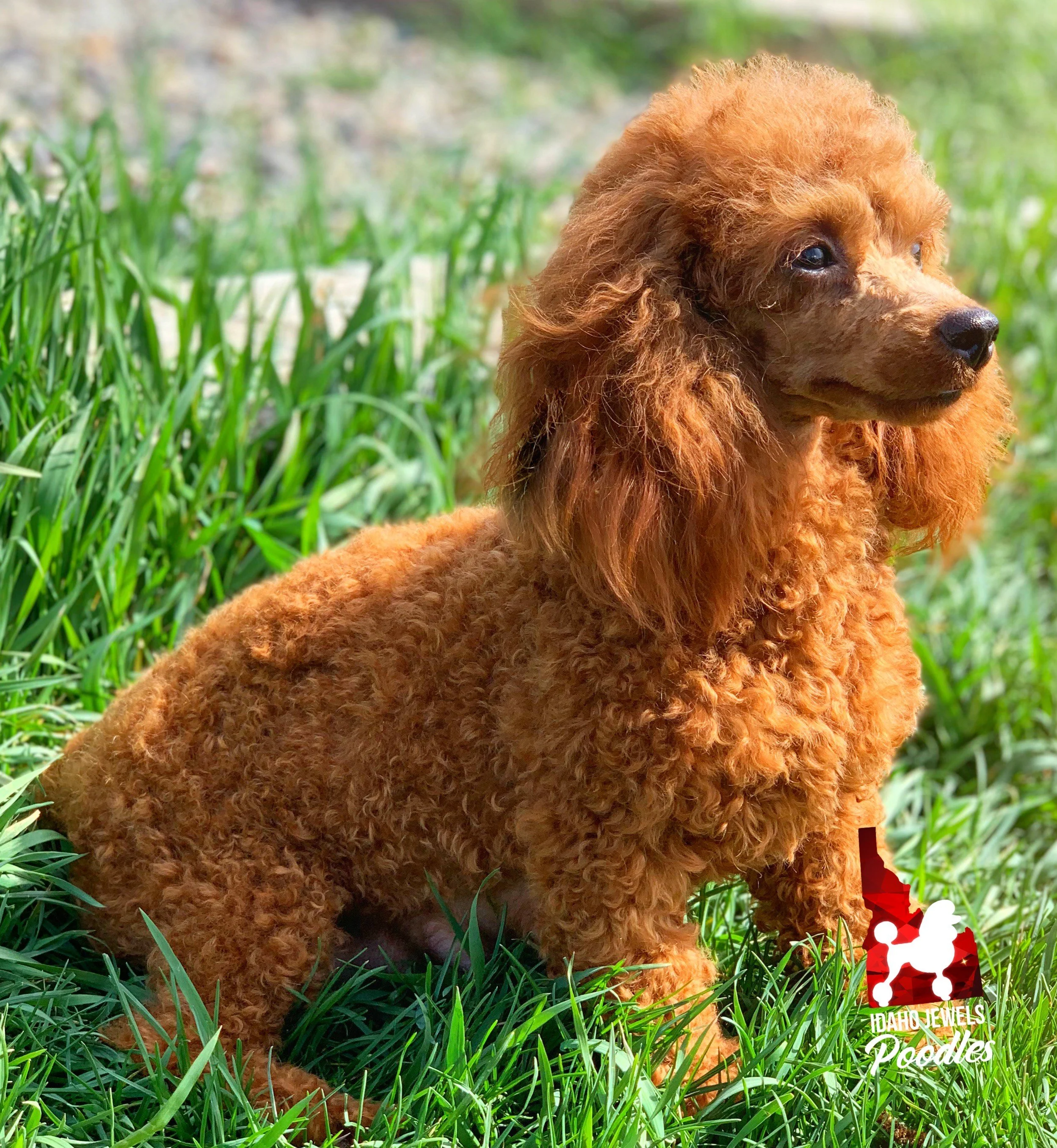 Idaho Jewels Poodles — Meet Savannah