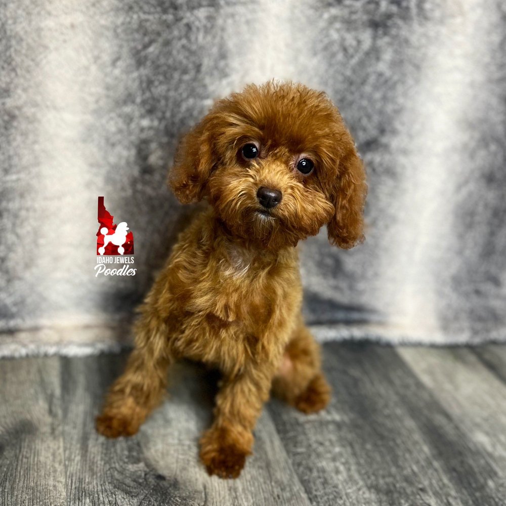 Idaho Jewels Poodles — Meet Ariel
