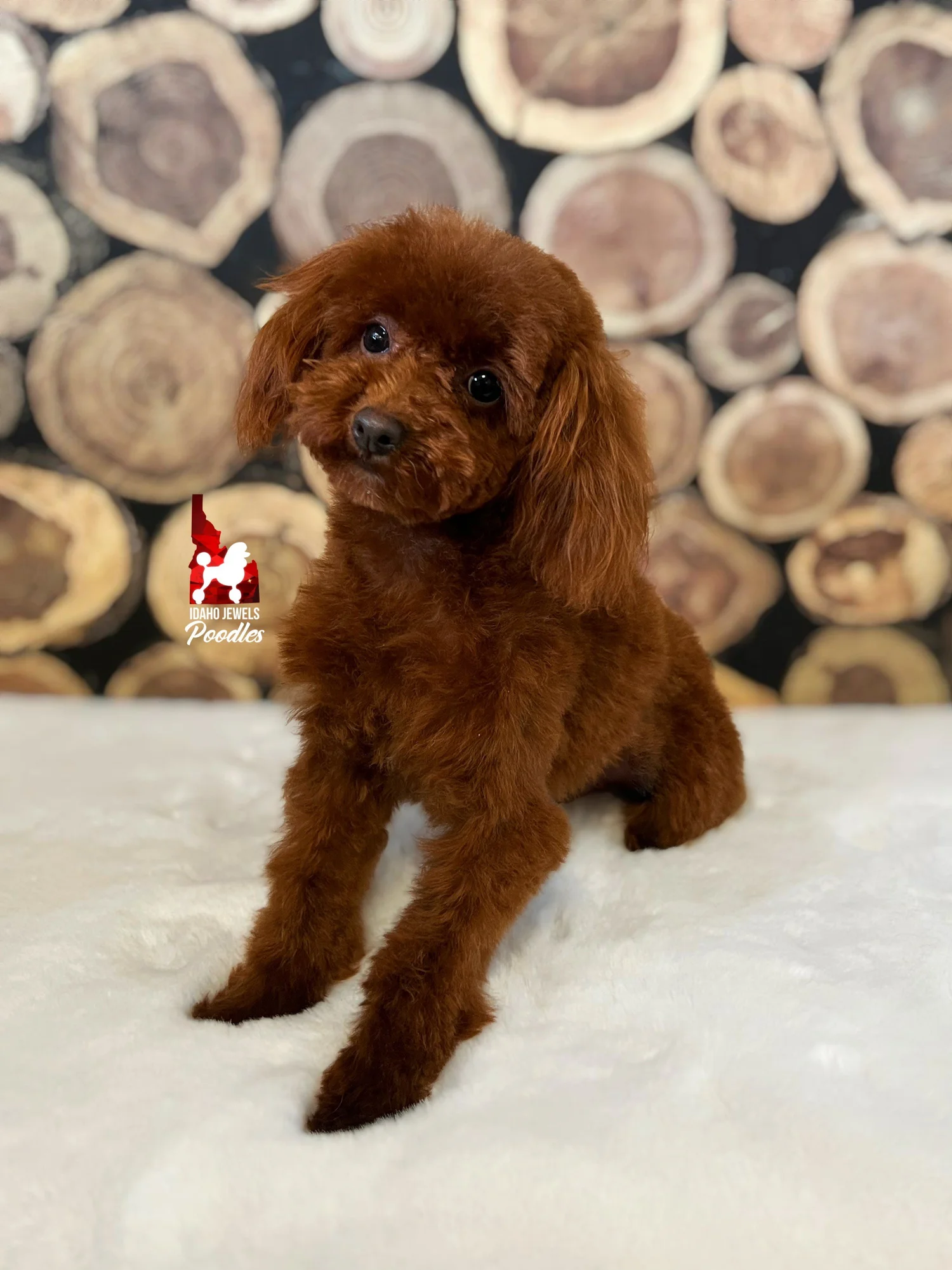 Idaho Jewels Poodles