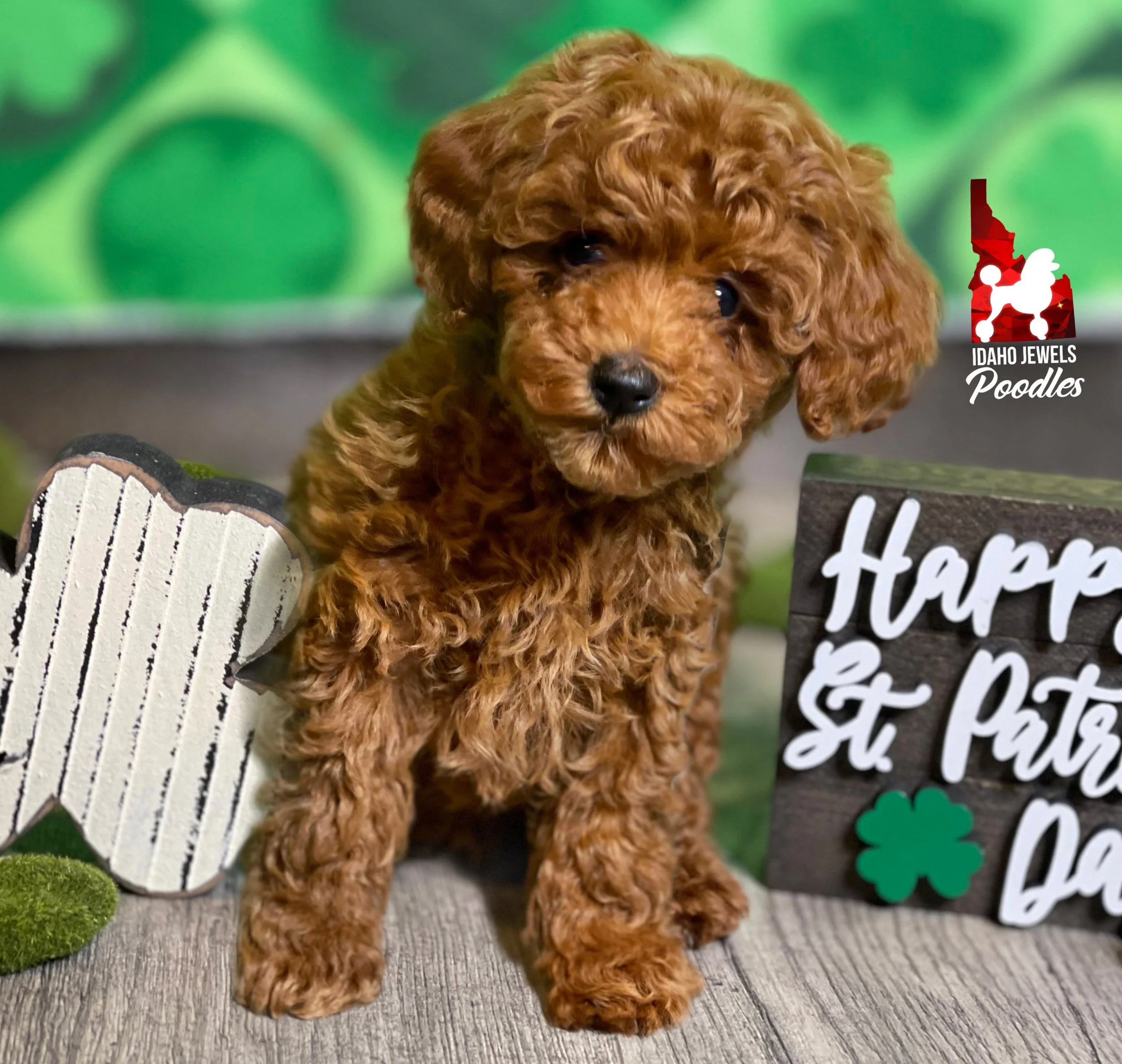 Idaho Jewels Poodles — Meet Savannah