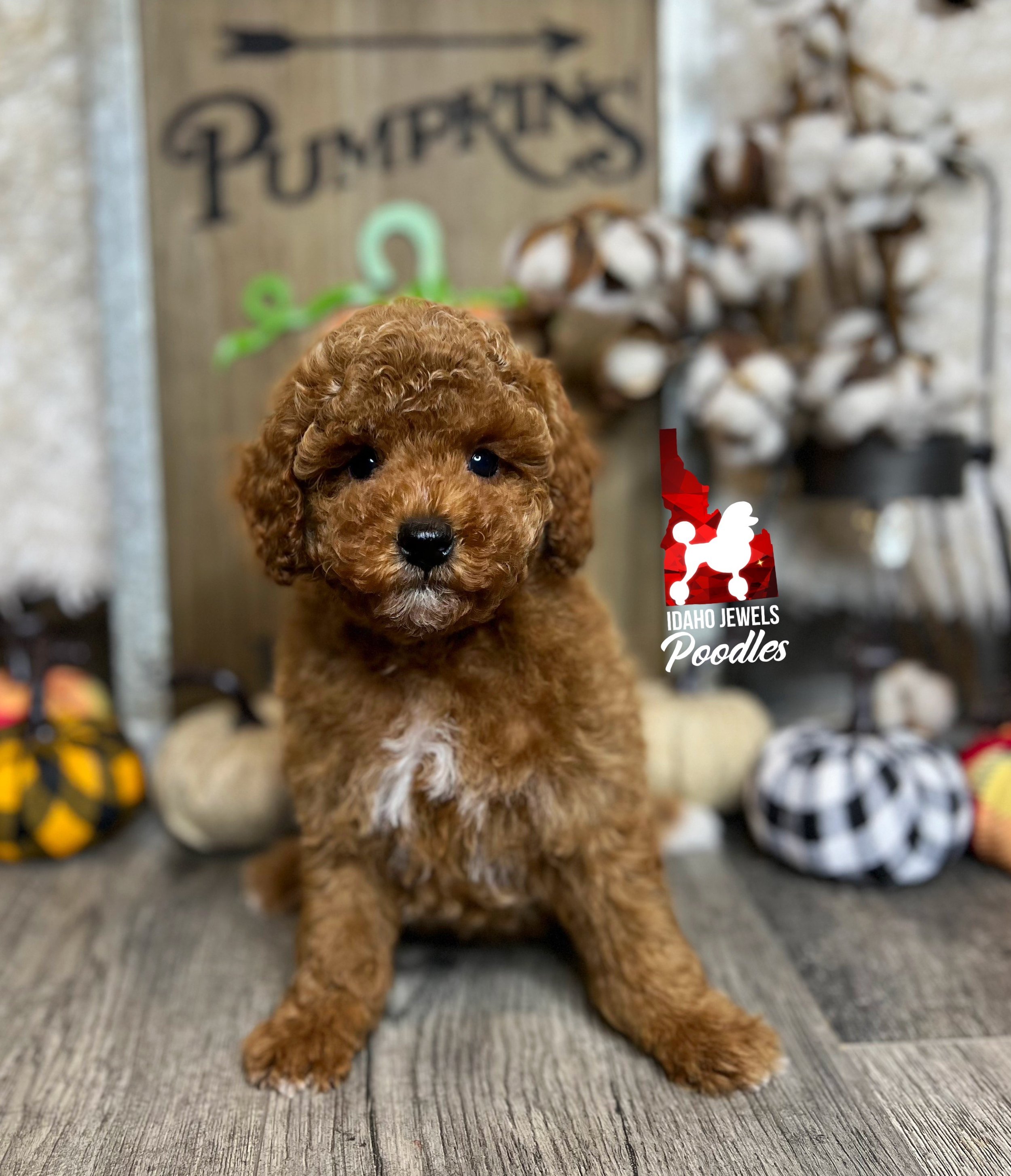 Idaho Jewels Poodles — (Retired) Meet Sugar