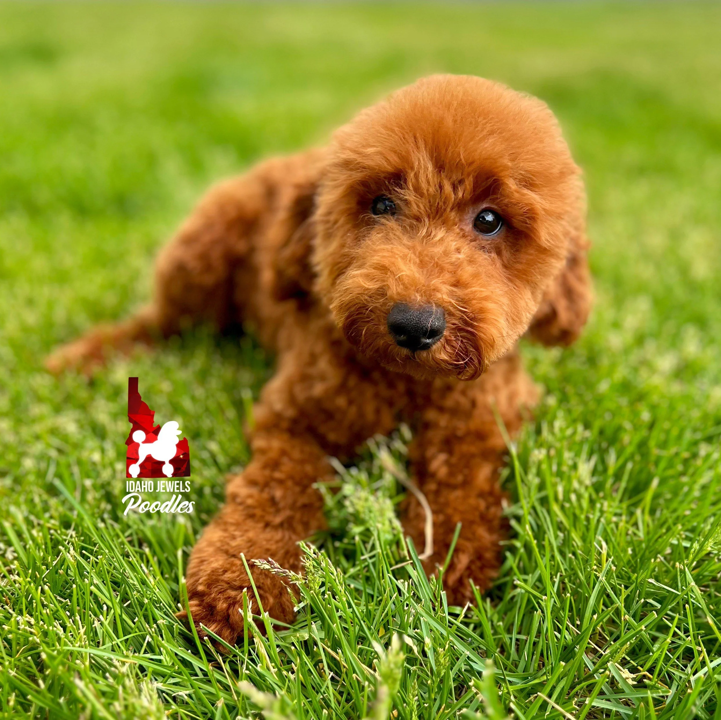 Idaho Jewels Poodles — Meet Savannah