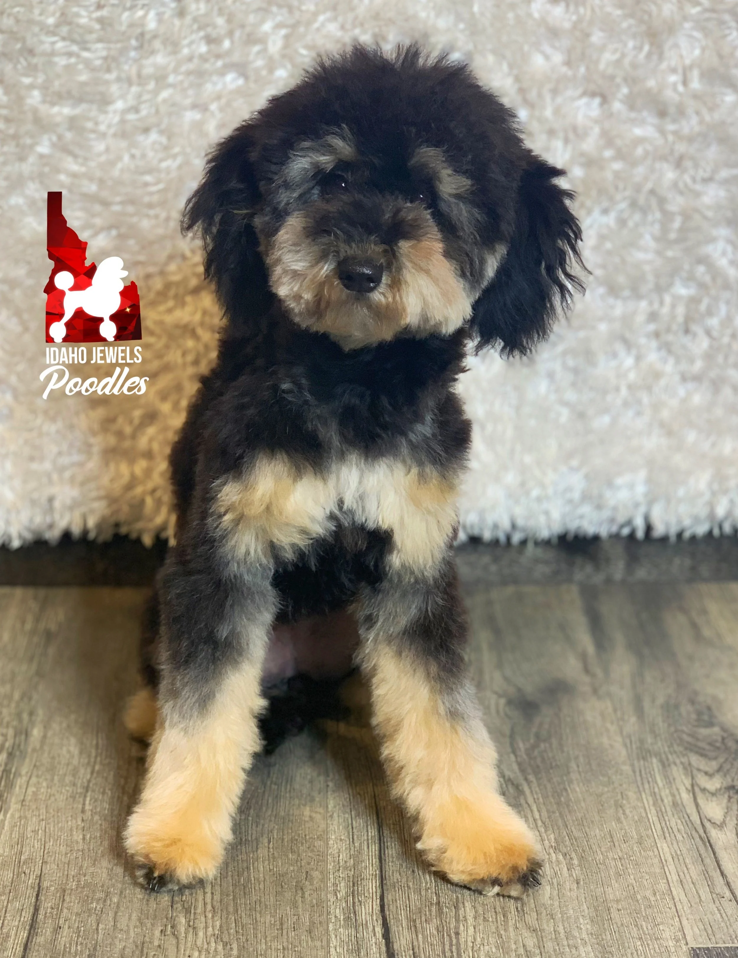 Idaho Jewels Poodles — Meet Morgan