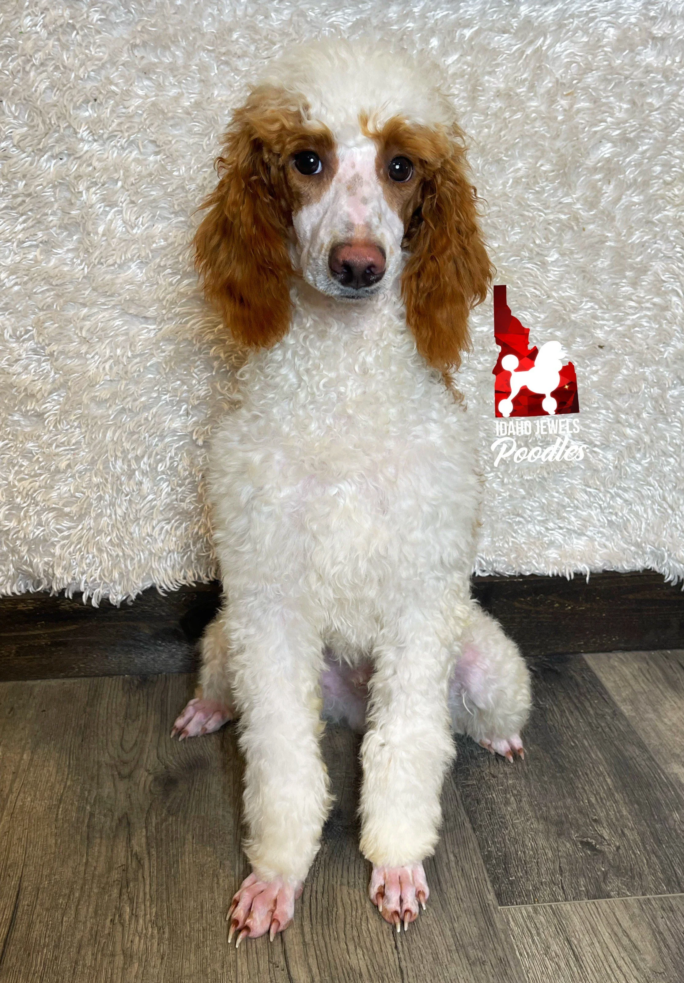 Idaho Jewels Poodles — Meet Knox