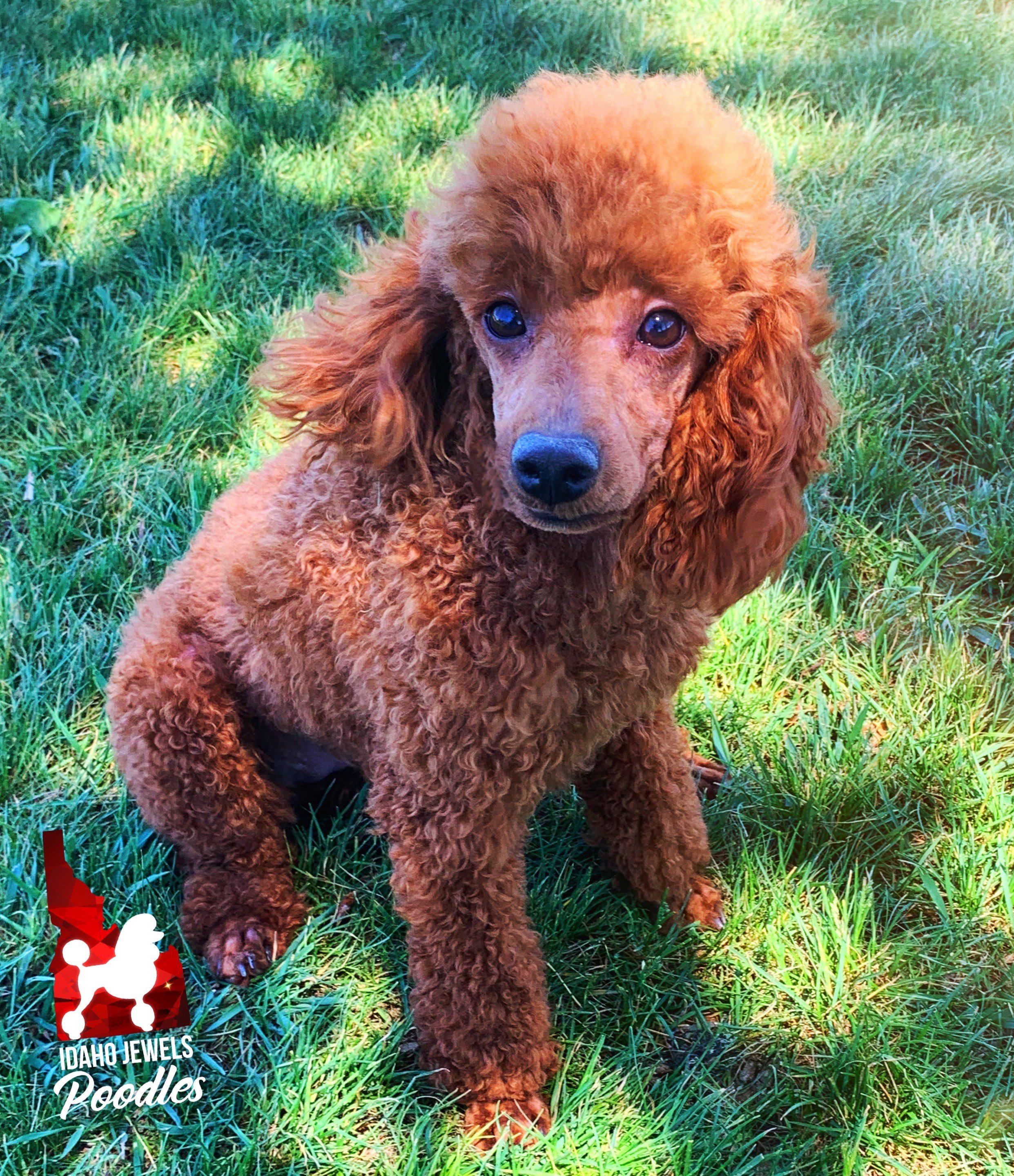 Idaho Jewels Poodles — (Retired) Meet Sugar
