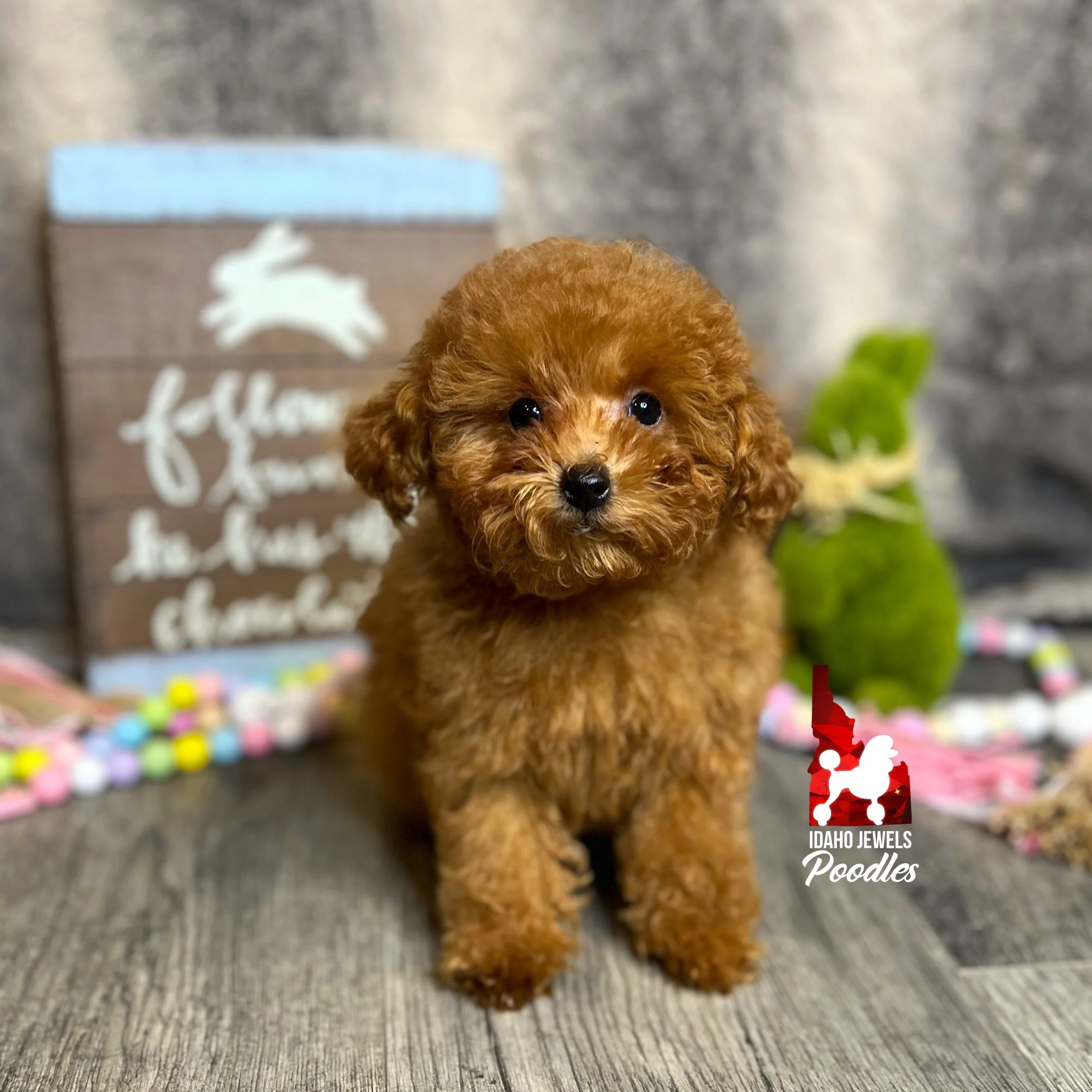 Idaho Jewels Poodles — Meet Stormee