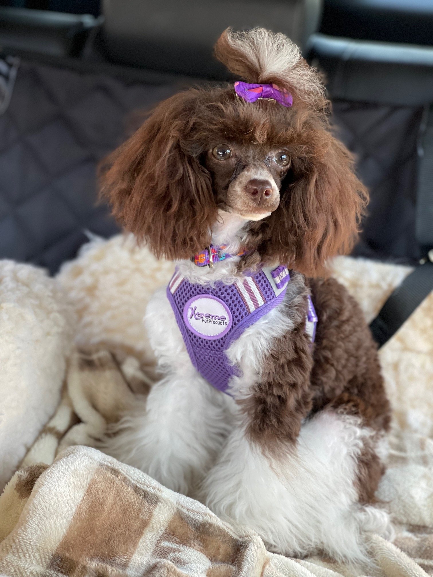 Idaho Jewels Poodles — Gallery & Testimonials