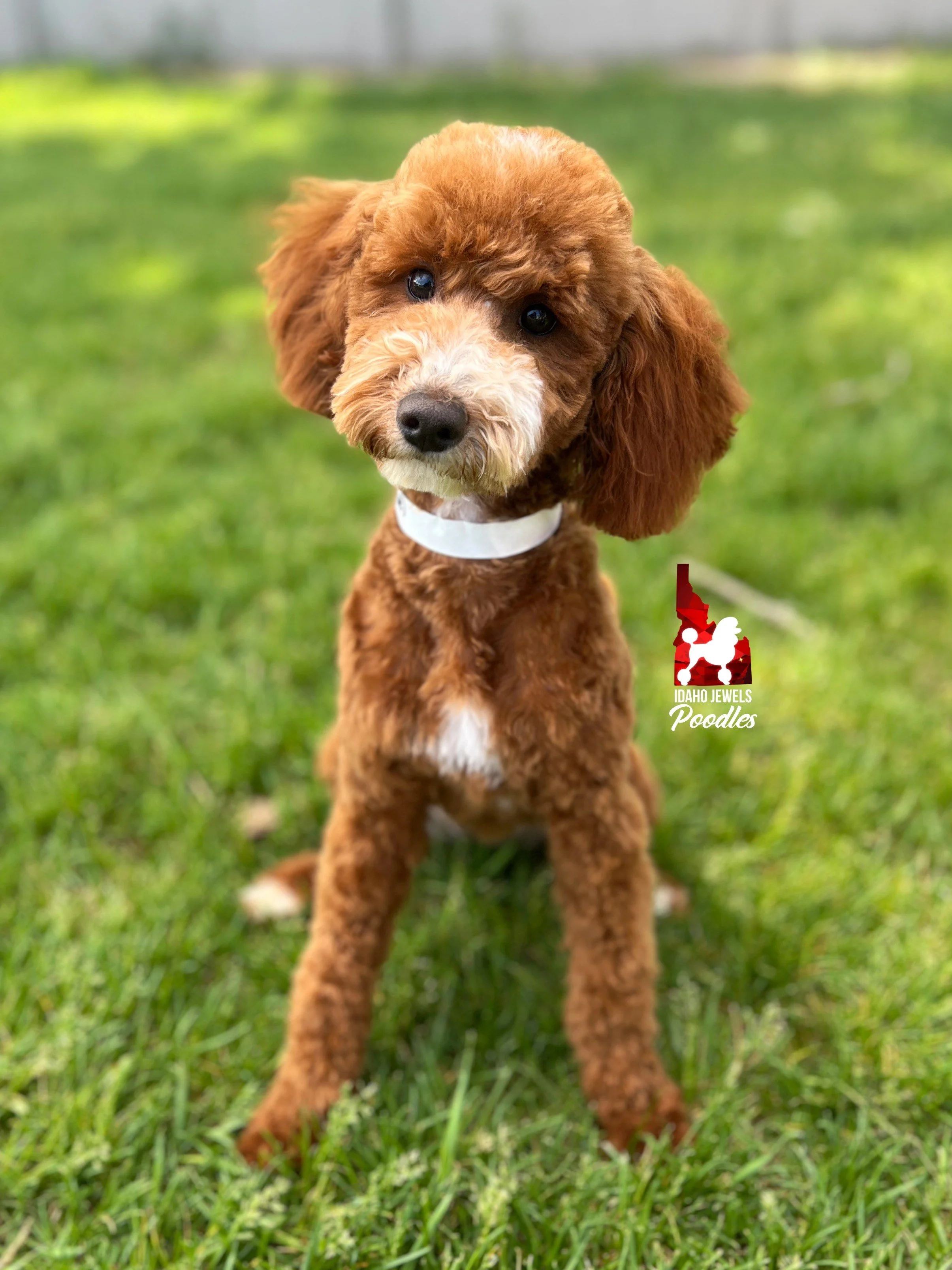 Idaho Jewels Poodles — Addilynn, Red Abstract Mini Girl (Guardianship)