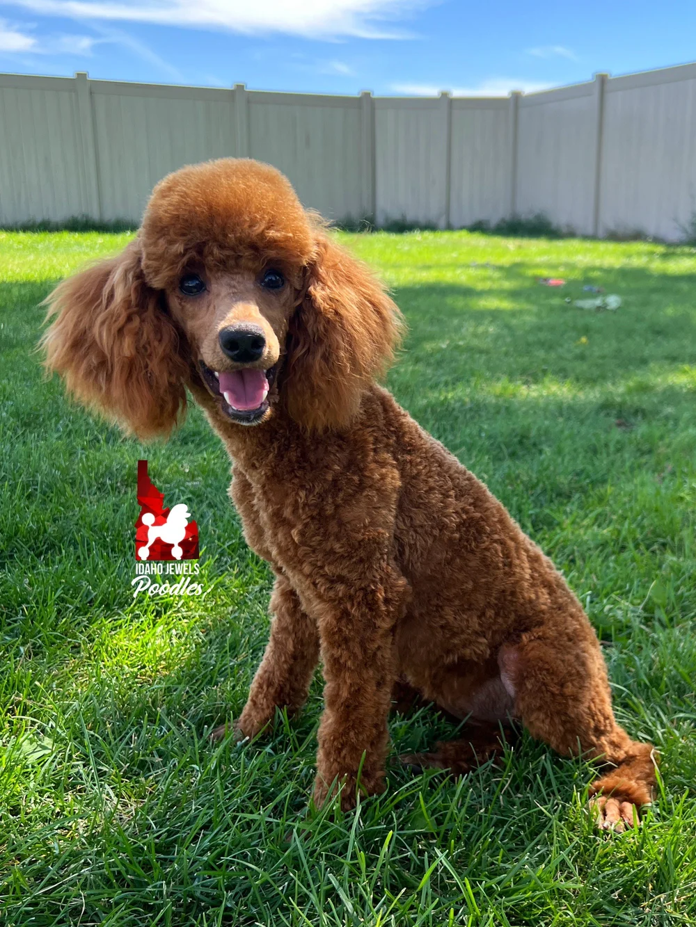 Idaho Jewels Poodles — Guardianship Program